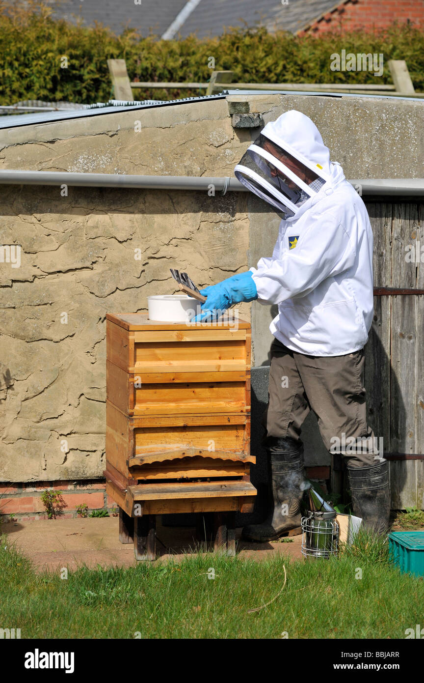 male beekeeper replaces syrup feeder during spring for beehive ...