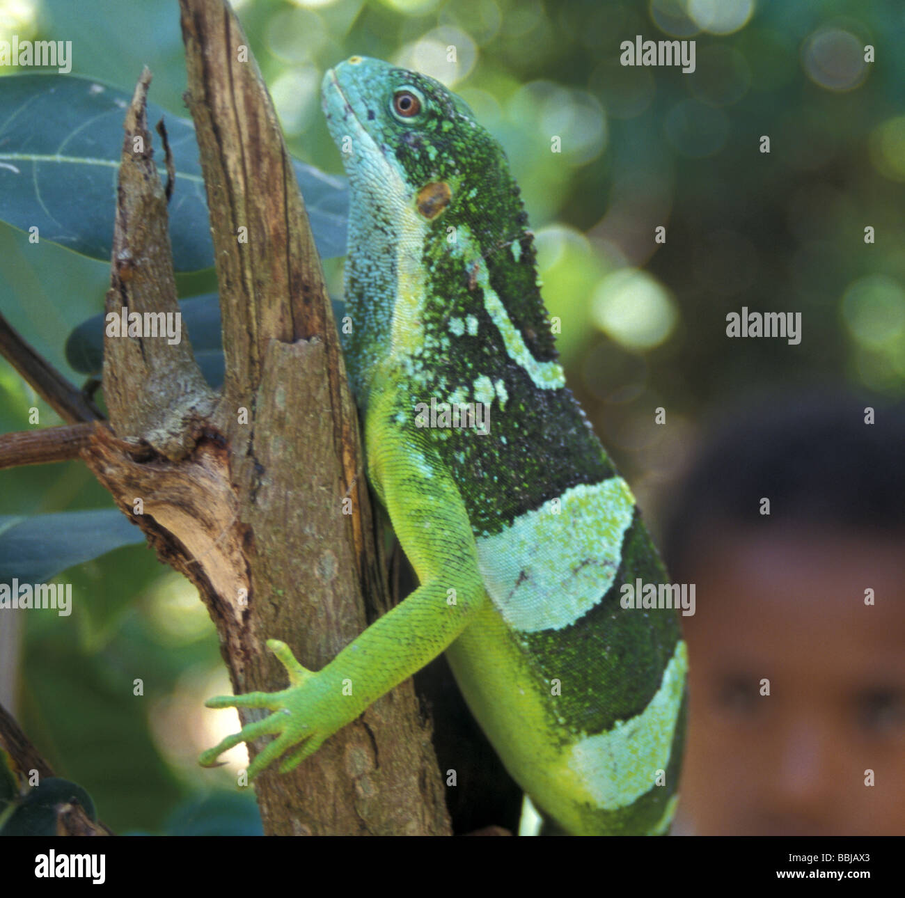 endangered banded iguana lizard Brachylophus fasciatus Moturiki island ...