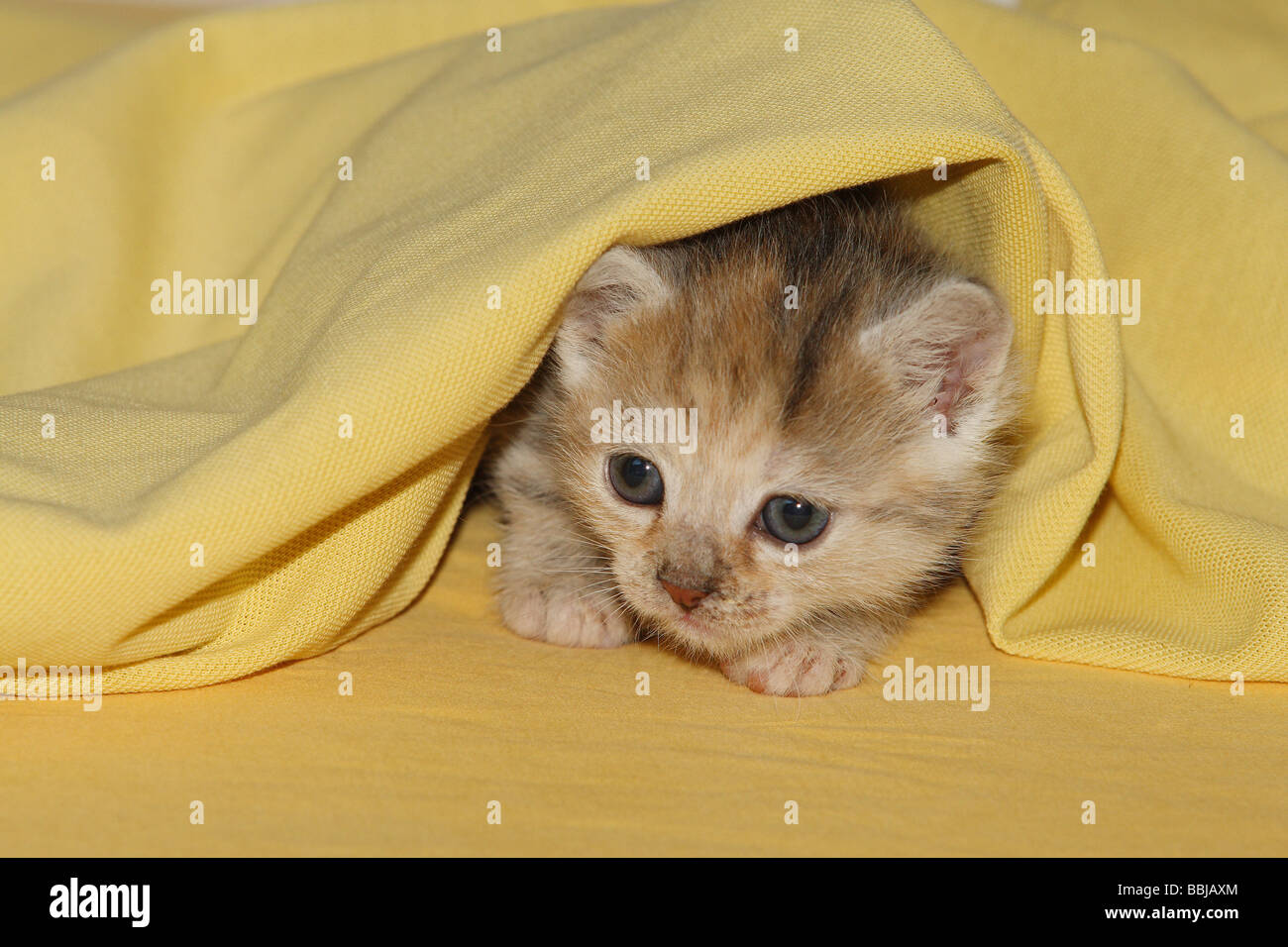domestic cat - kitten lying under blanket Stock Photo - Alamy