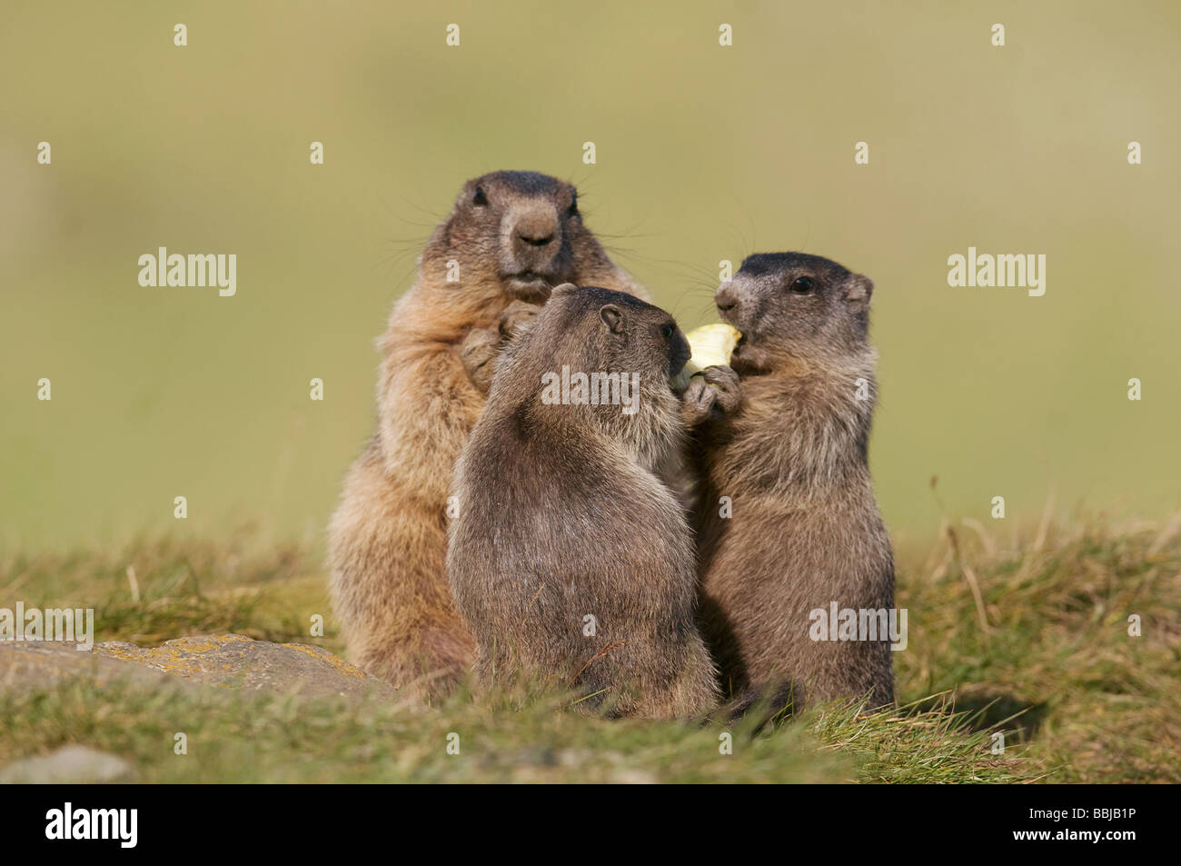 Three marmota marmota alpine marmot hi-res stock photography and images ...