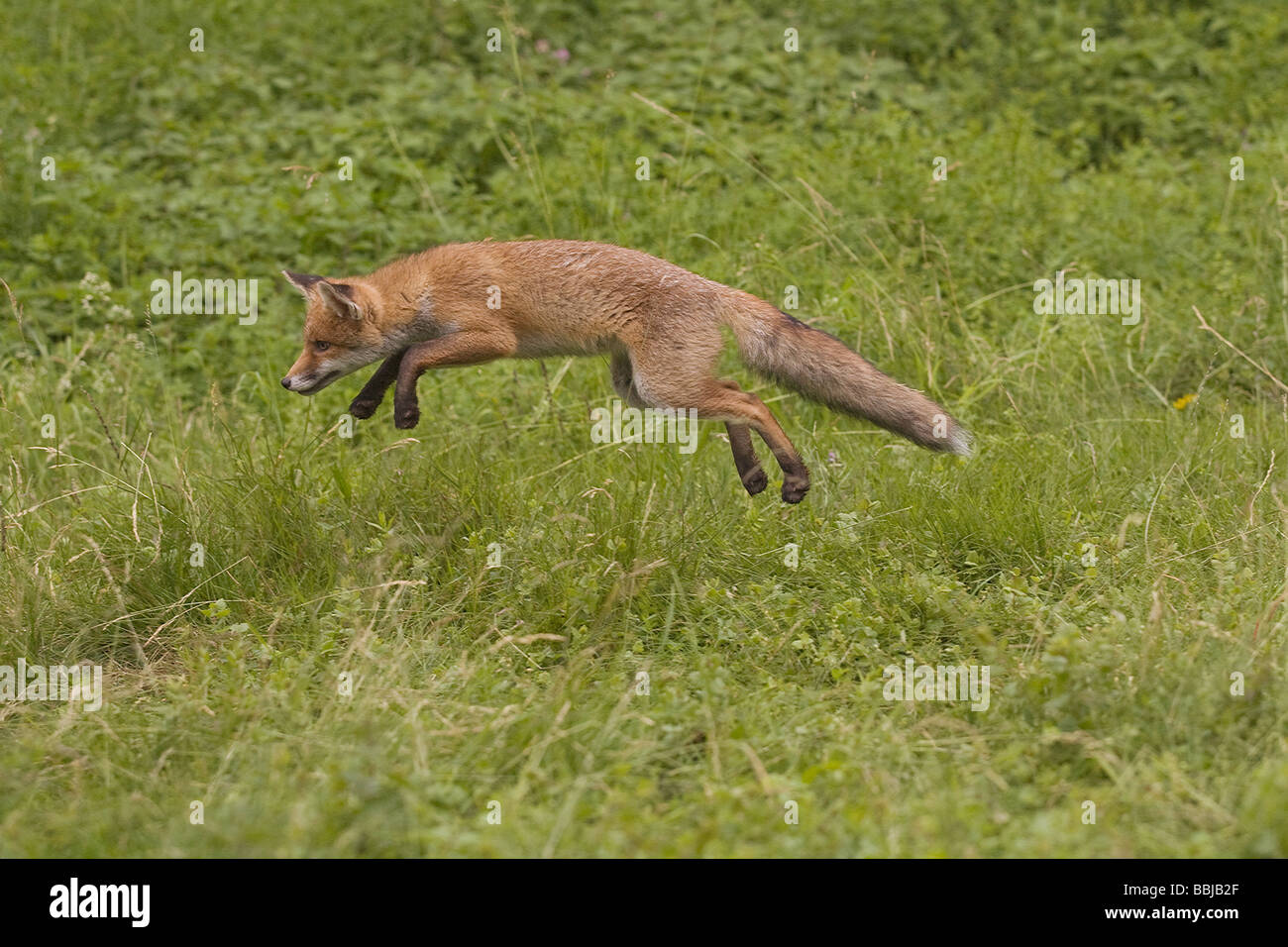Red fox jumping hi-res stock photography and images - Alamy
