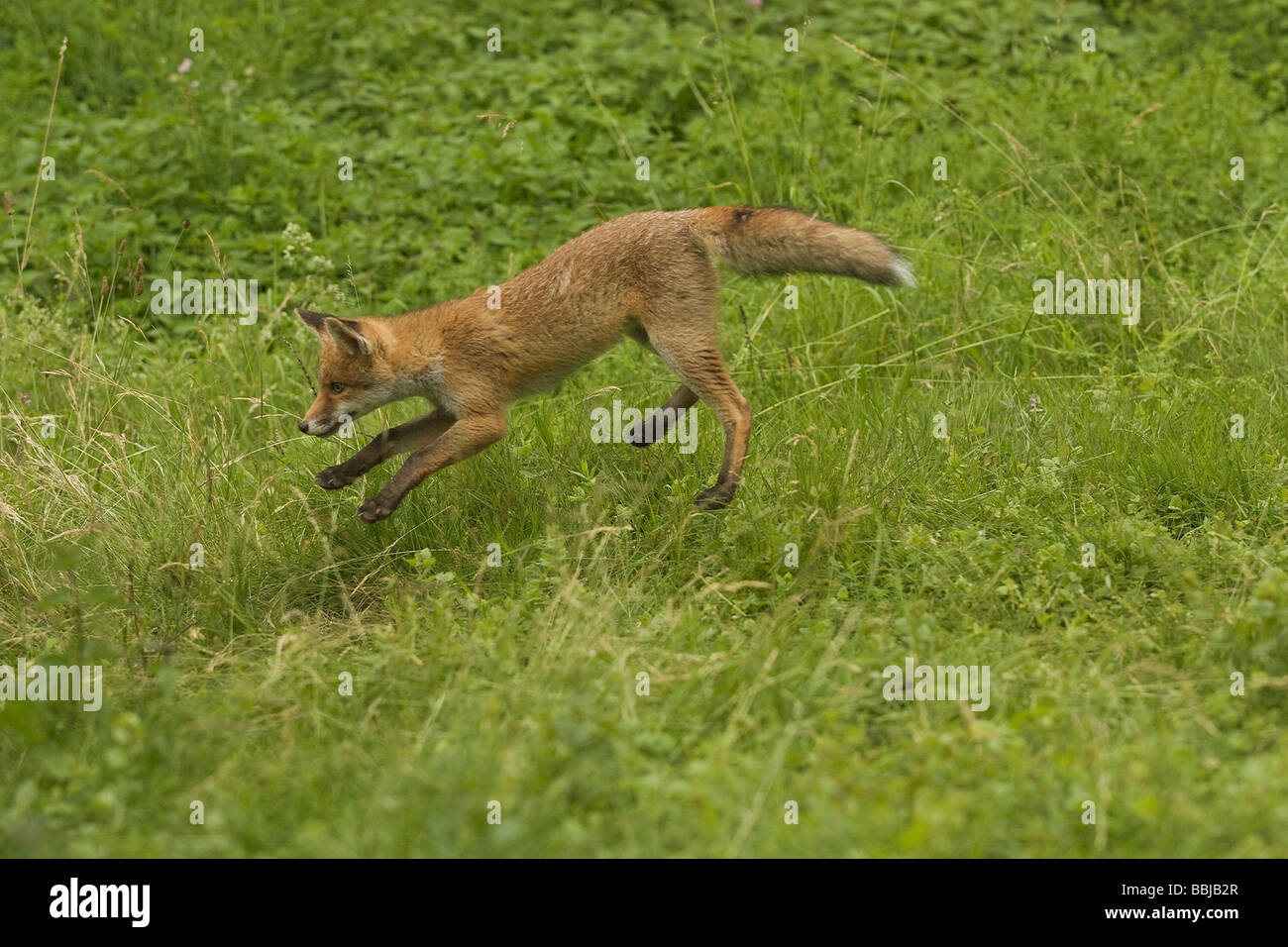 red fox - jumping (part 3) / Vulpes vulpes Stock Photo - Alamy