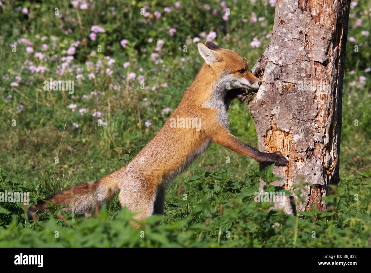 Hollow stand hi-res stock photography and images - Alamy