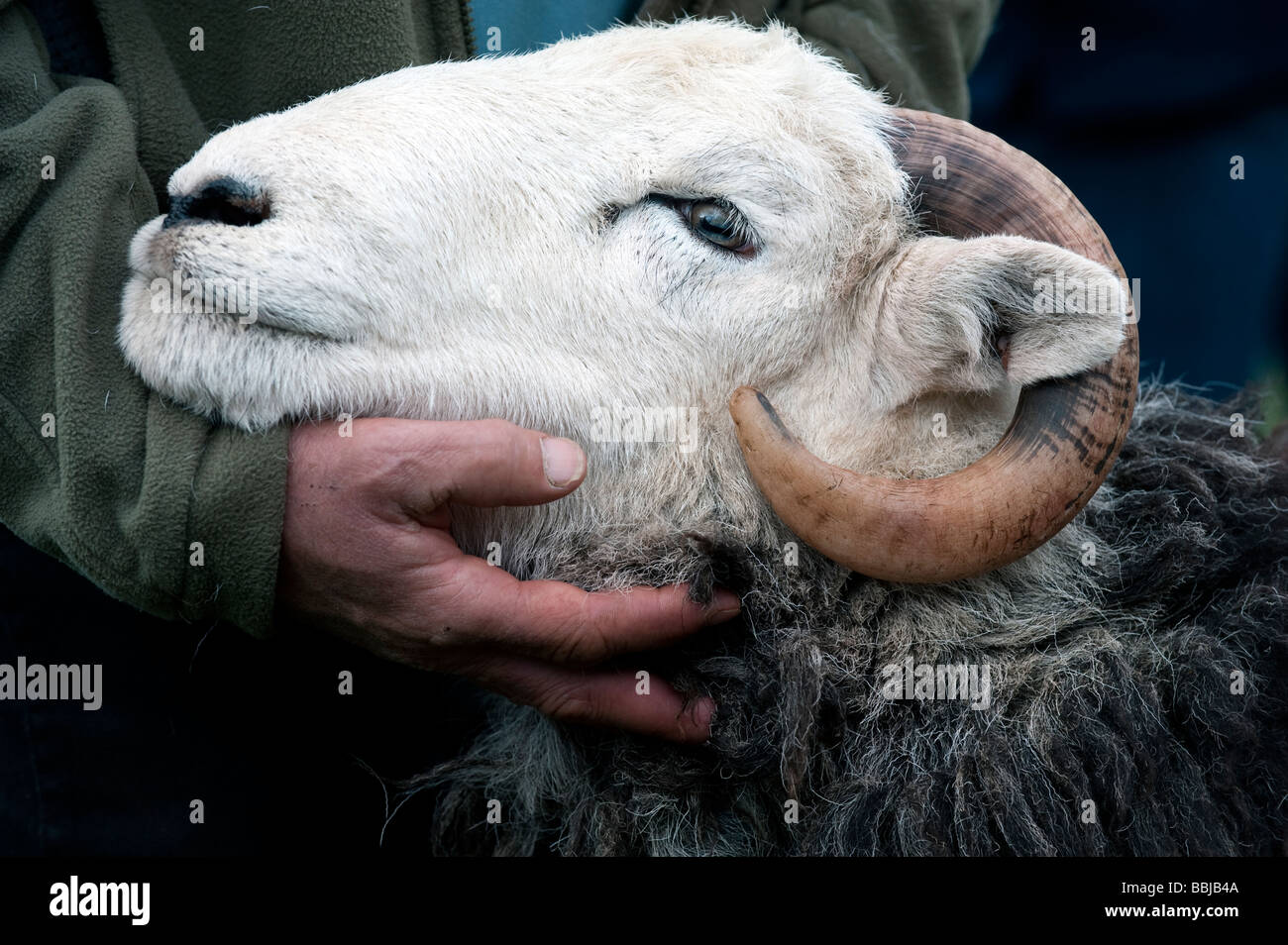 Herdwick tup hi-res stock photography and images - Alamy