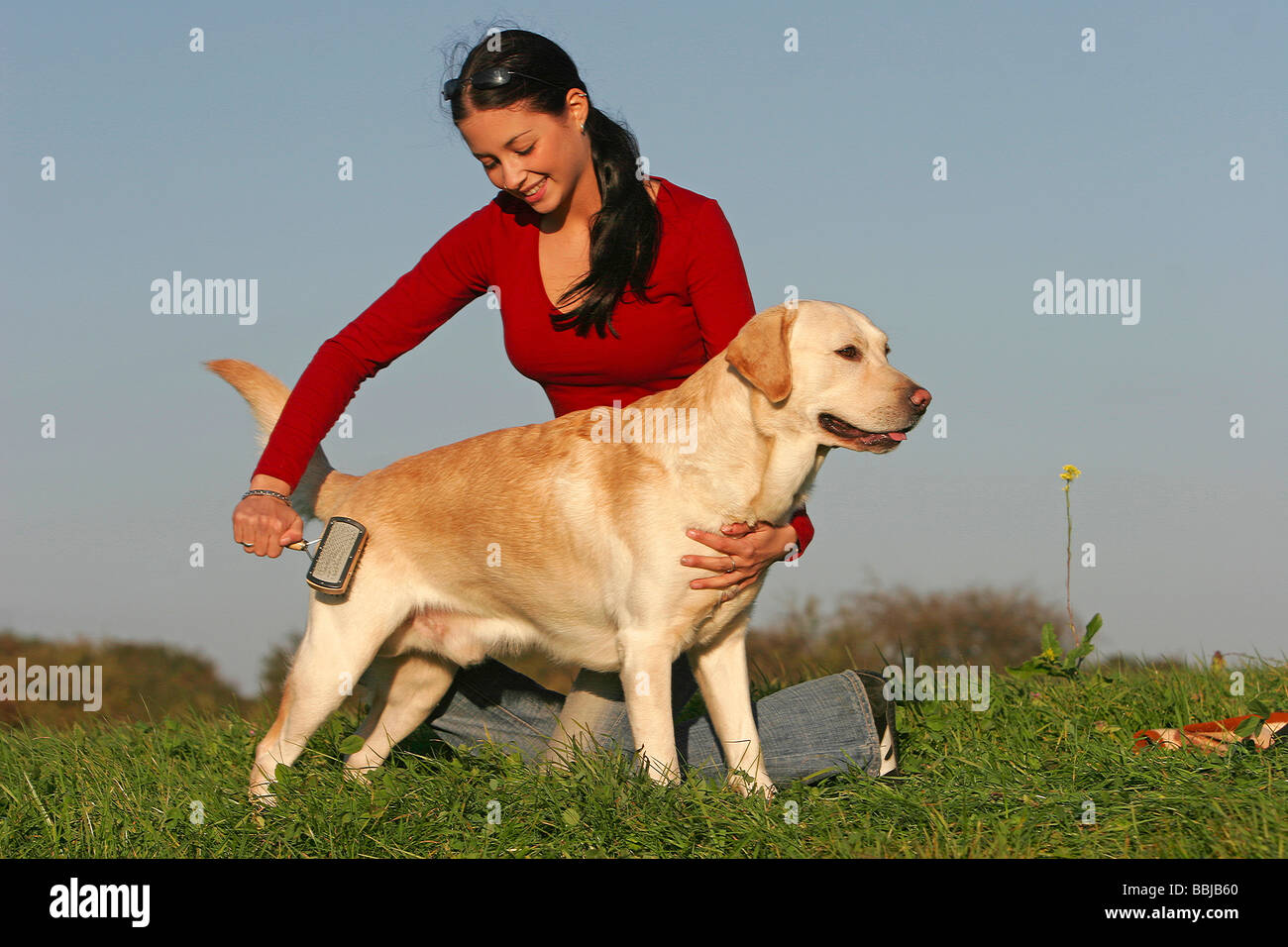 How To Brush A Labrador