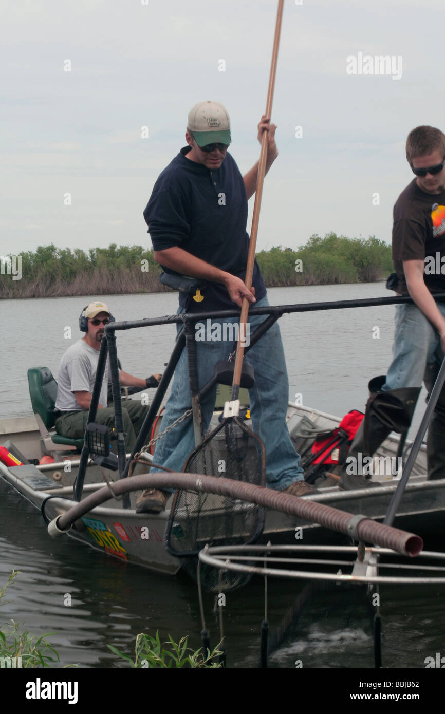 Iowa DNR Fisheries workers use electrical stun system to gather fish ...