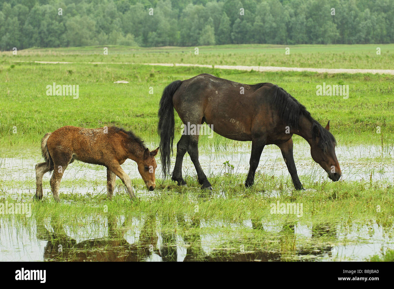Posavina horse and foal in water Stock Photo - Alamy