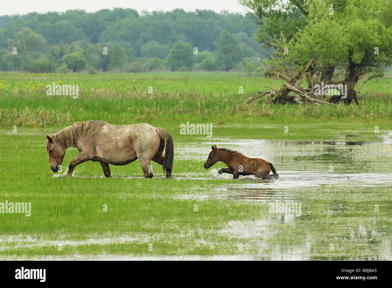 Posavac hi-res stock photography and images - Alamy