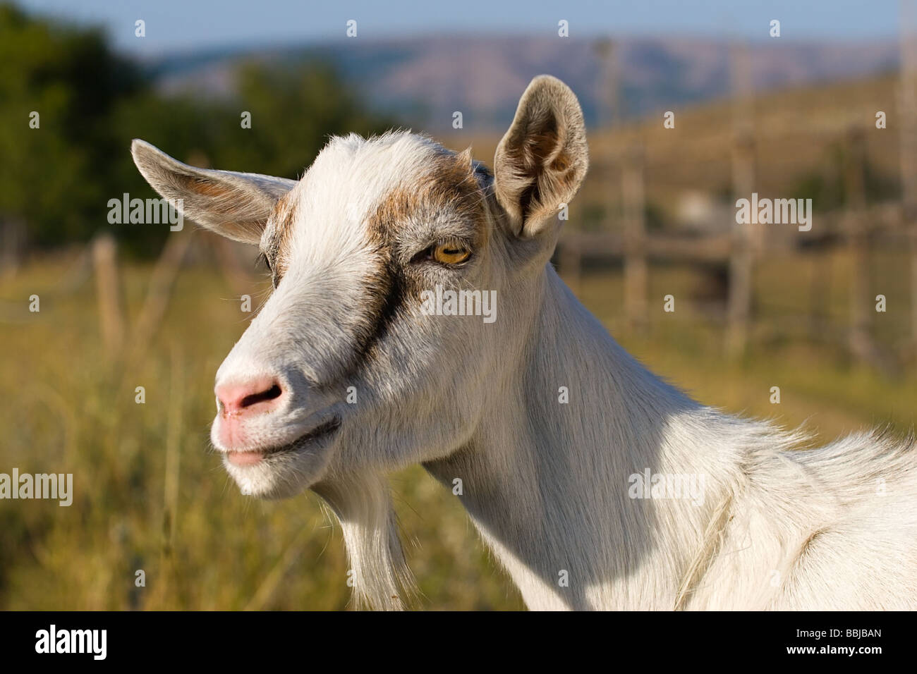 She goat hi-res stock photography and images - Alamy