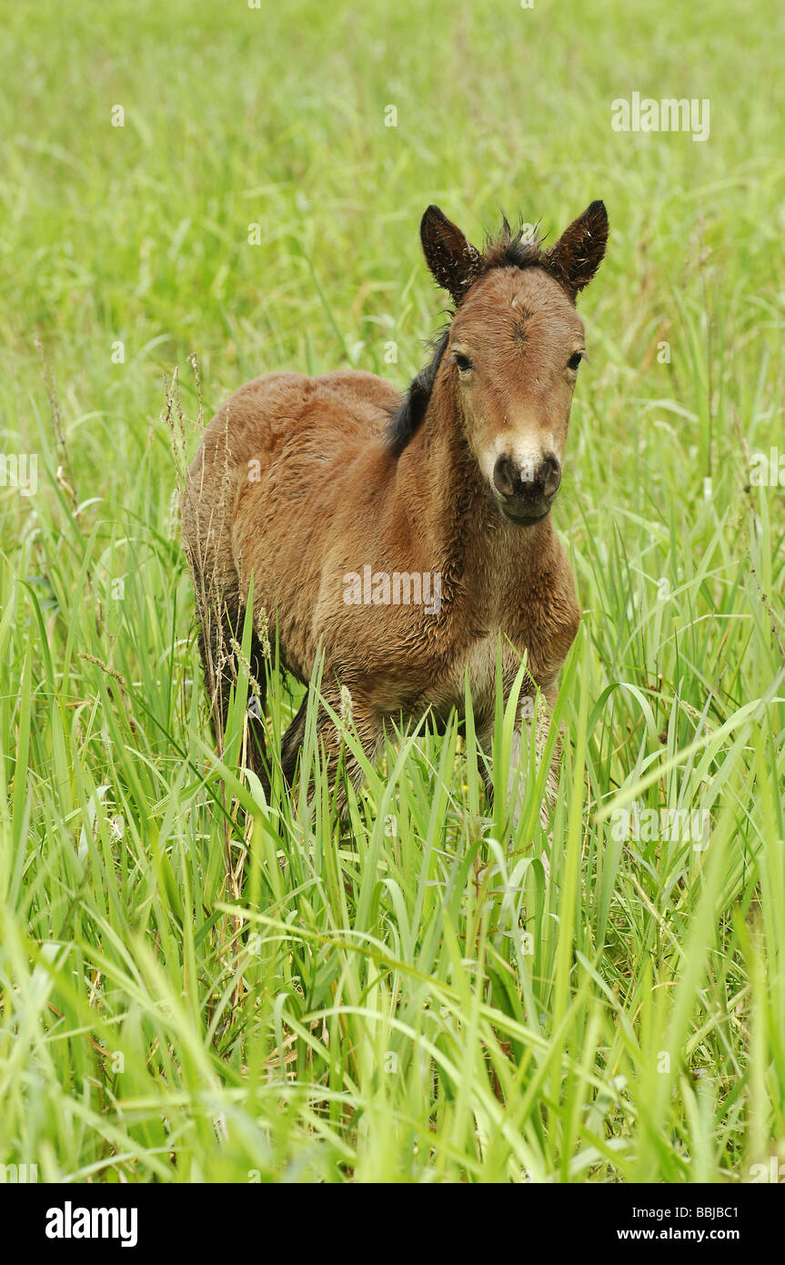 Posavacs hi-res stock photography and images - Alamy