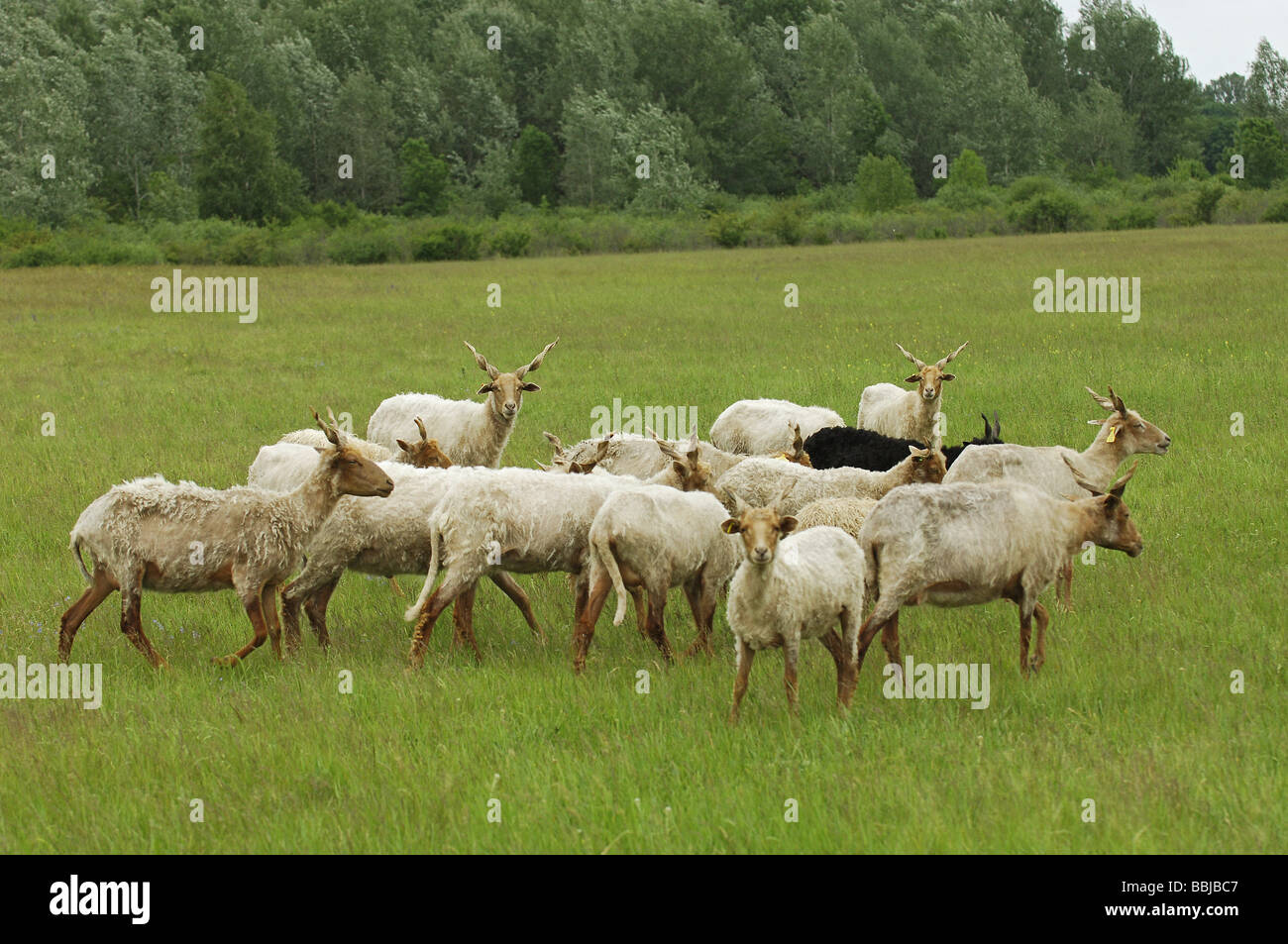 Rackas on meadow Stock Photo - Alamy