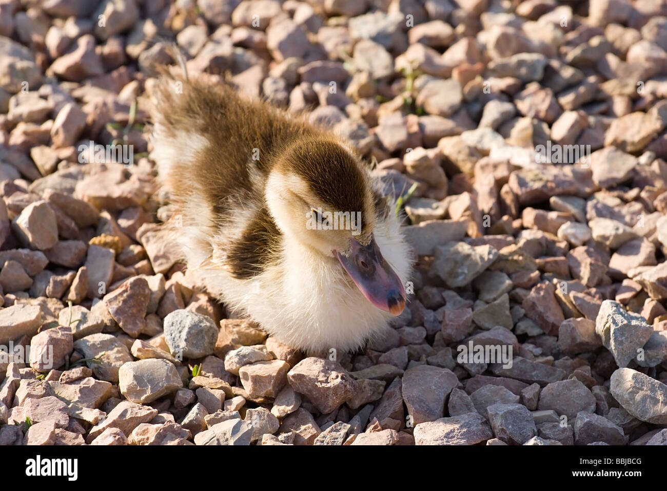 close up of funny little duckling sitting on pebbles Stock Photo - Alamy