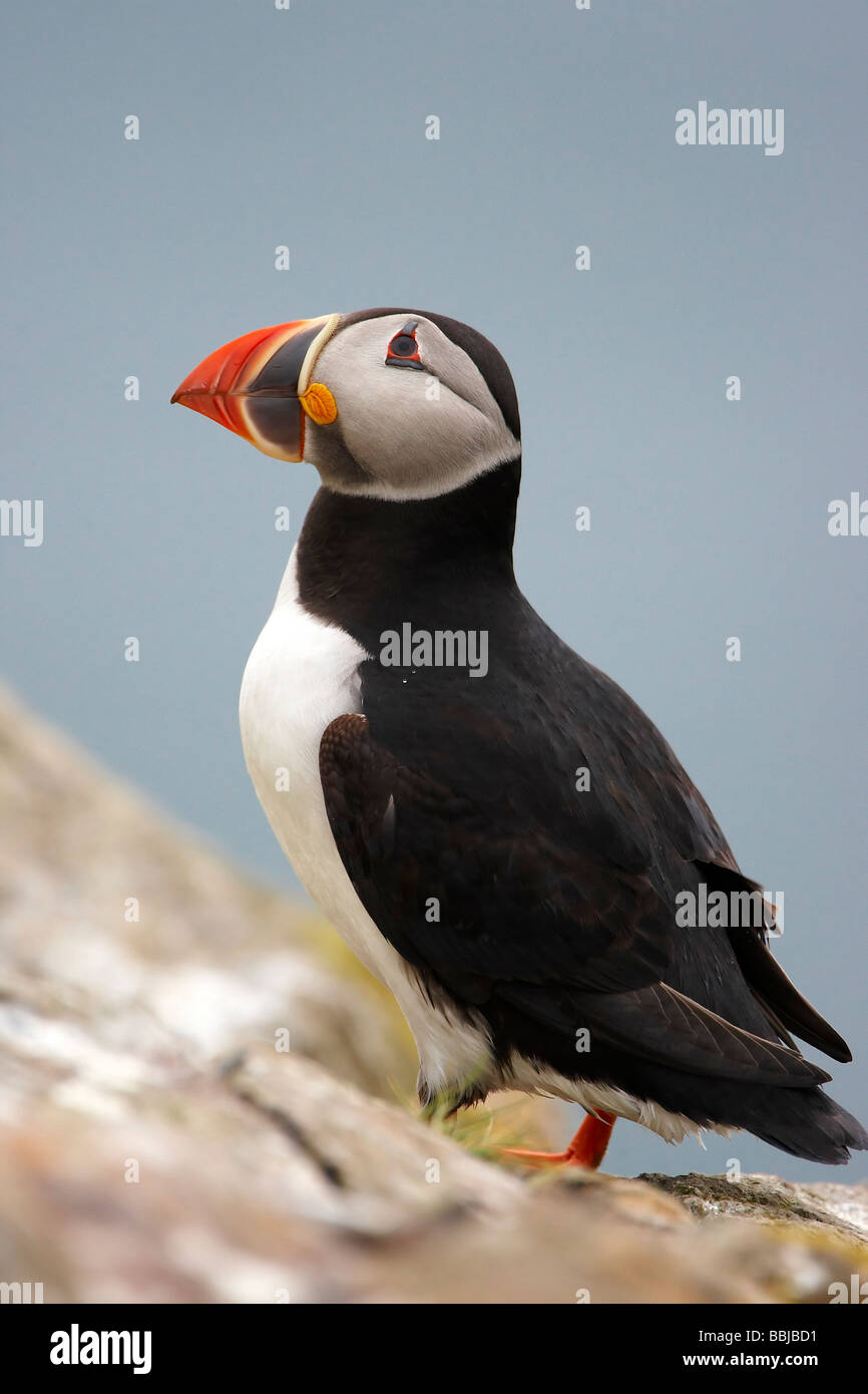Atlantic puffin winter hi-res stock photography and images - Alamy