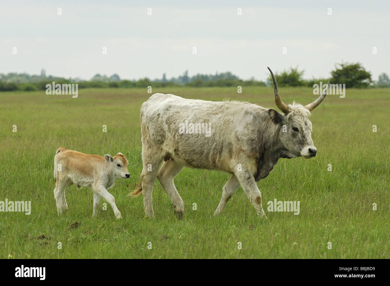 Grey cattle calves hi-res stock photography and images - Alamy