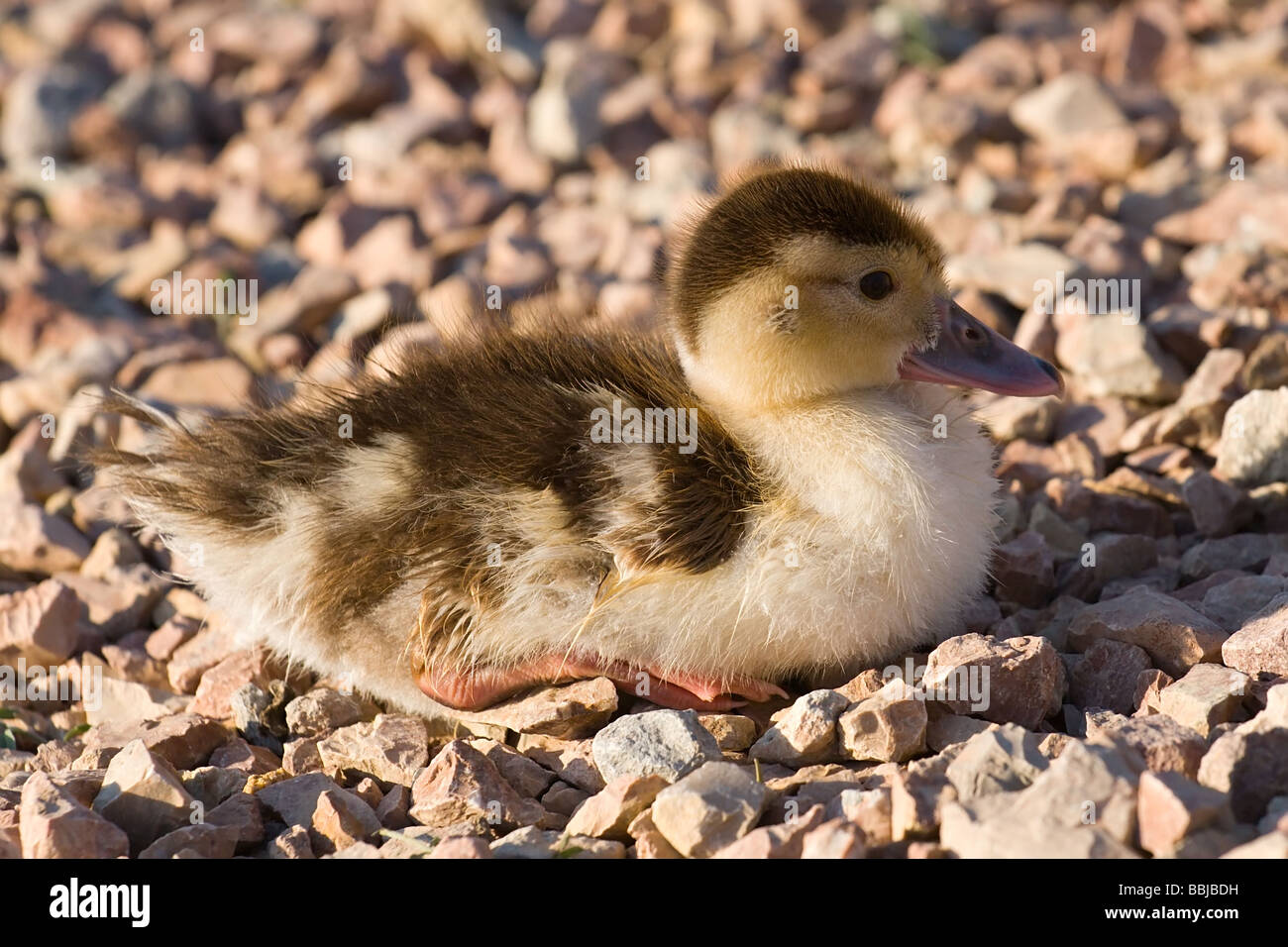 close up of funny little duckling sitting on pebbles Stock Photo - Alamy