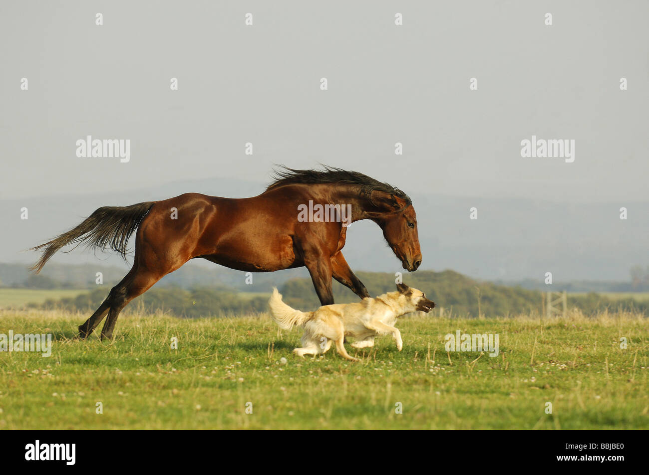 Animal friendship: Quarter Horse and domestic dog running side-by-side ...