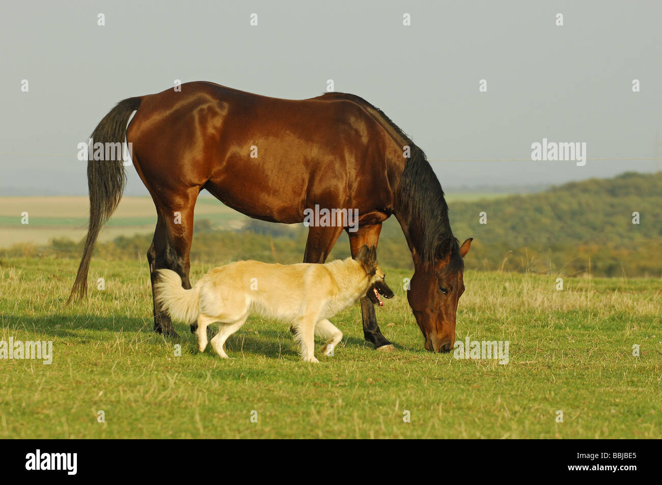animal friendship : Quarter Horse and dog - running on meadow Stock ...