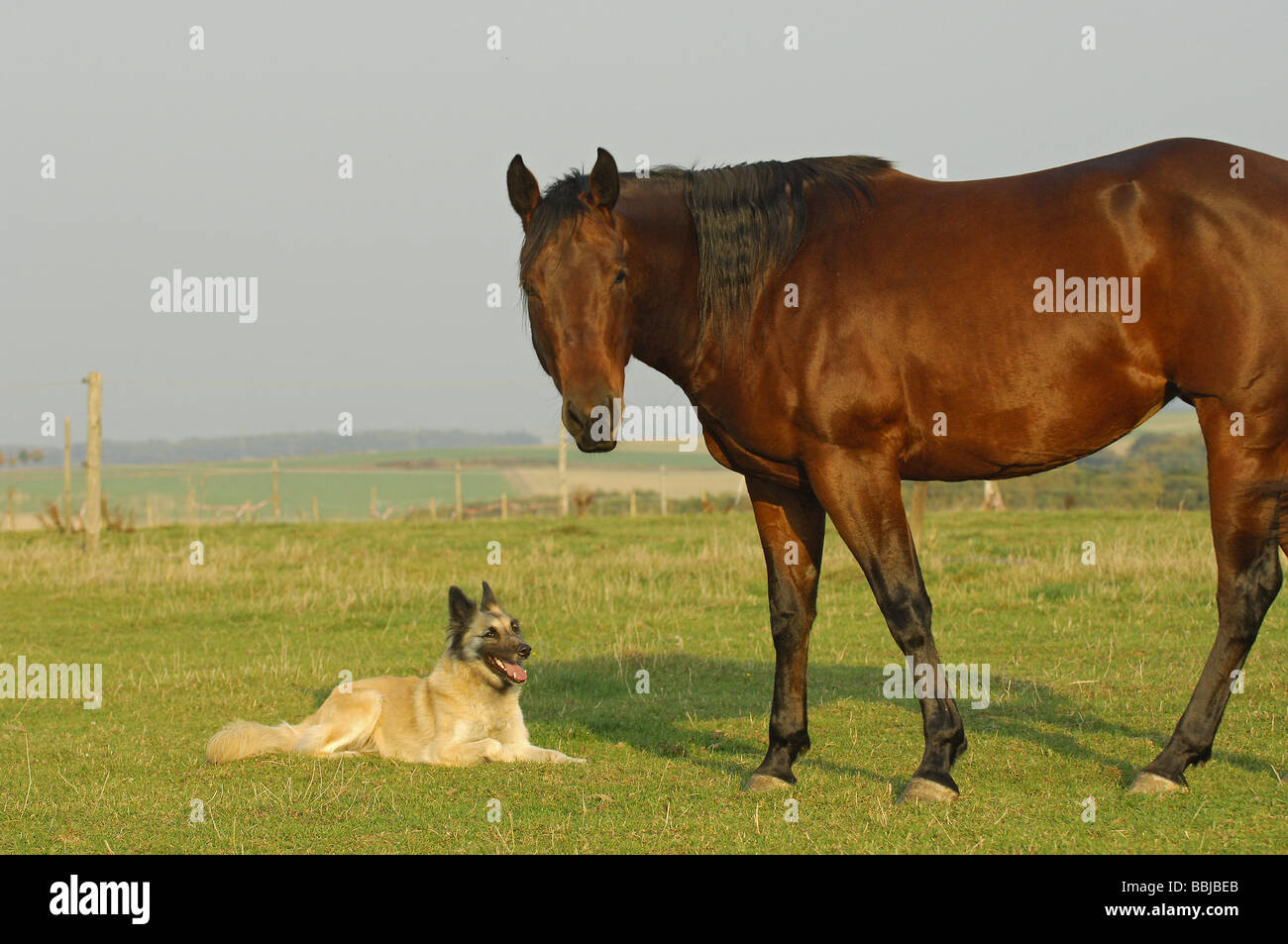 animal friendship : Quarter Horse and dog - running on meadow Stock ...