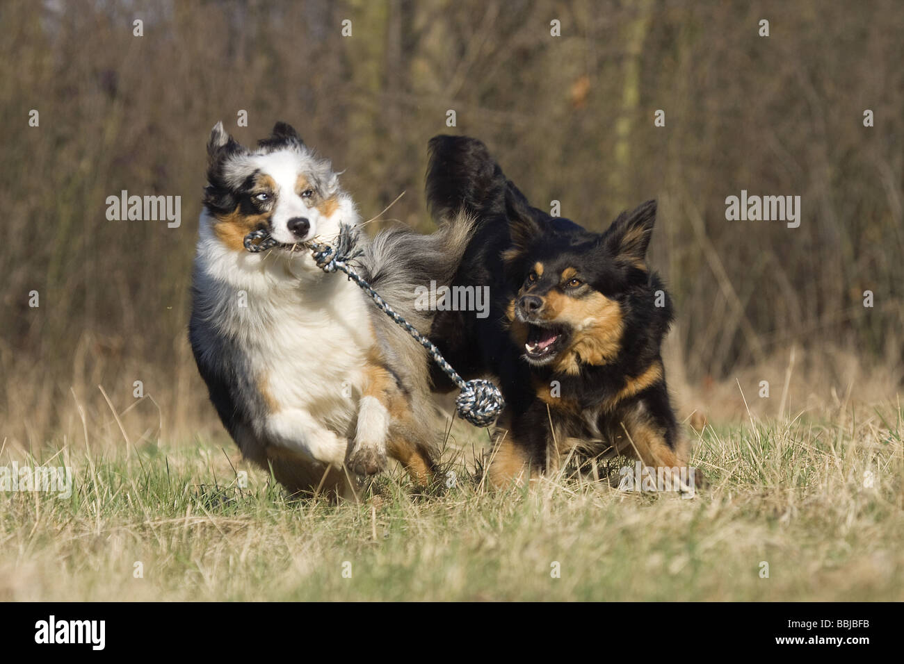 two Australian Shepherd dogs - playing on meadow Stock Photo - Alamy