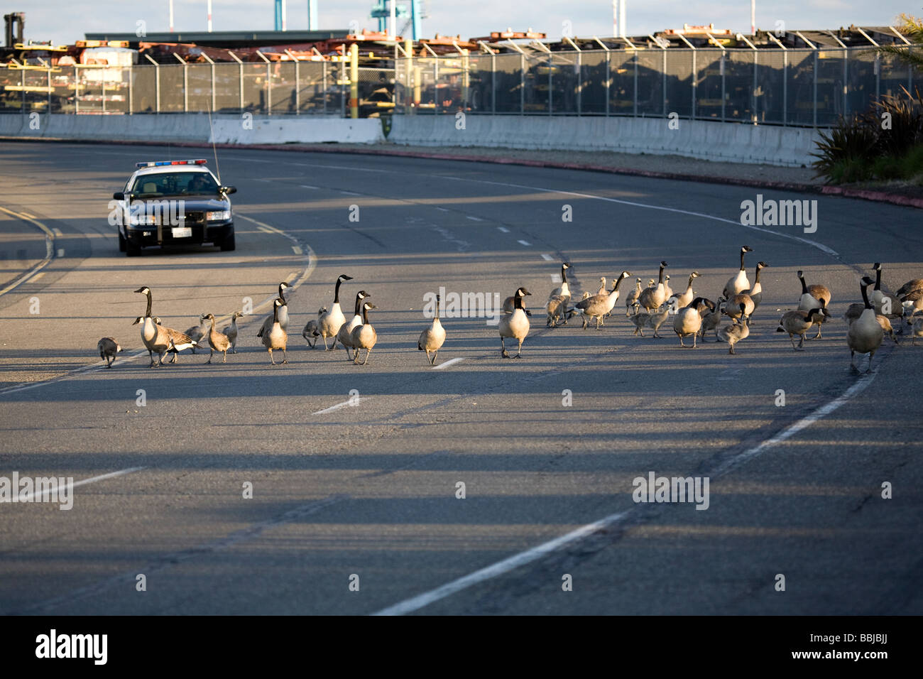 Geese block the road as a police vehicle tries to pass Stock Photo - Alamy