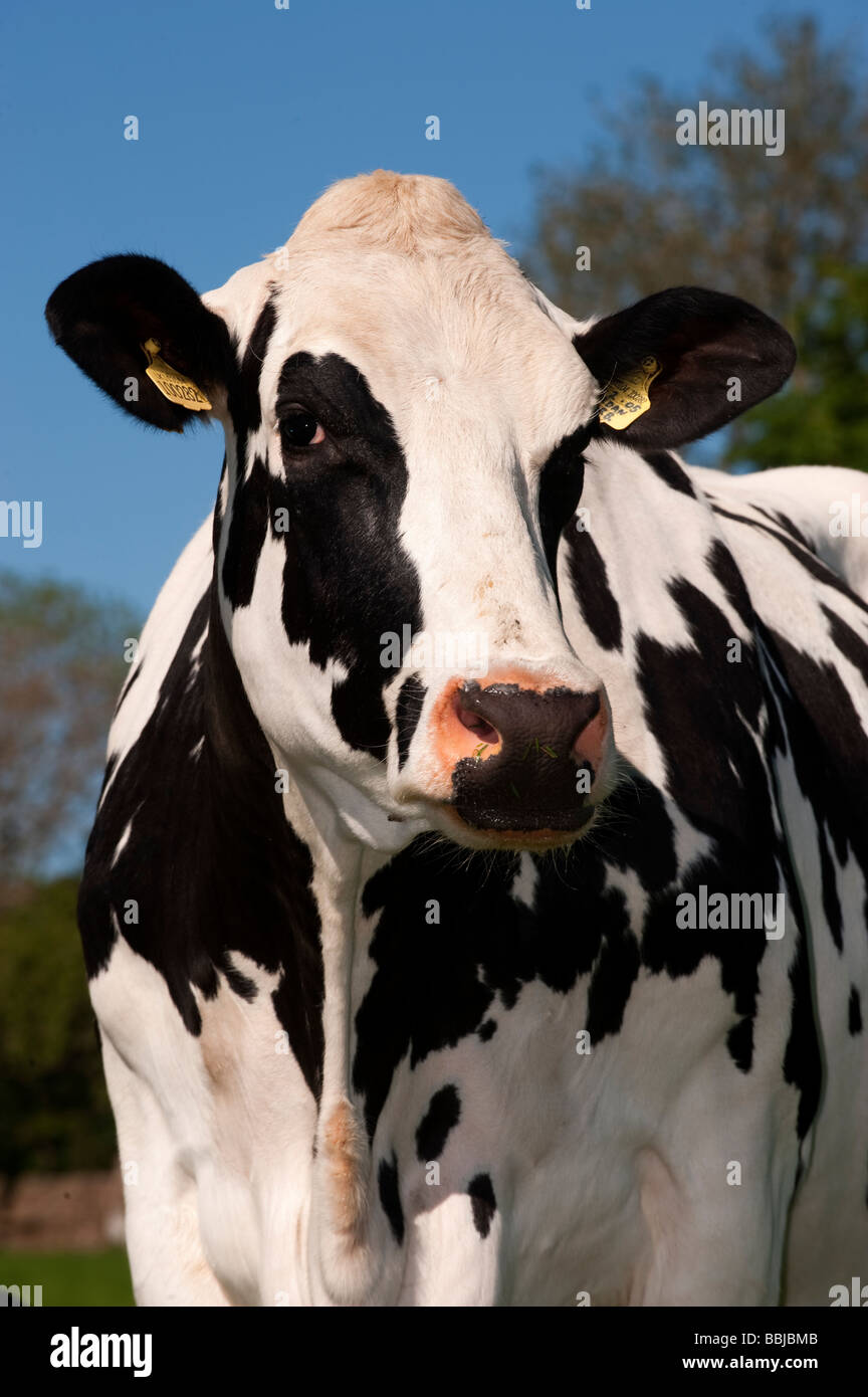 British dairy cows hi-res stock photography and images - Alamy
