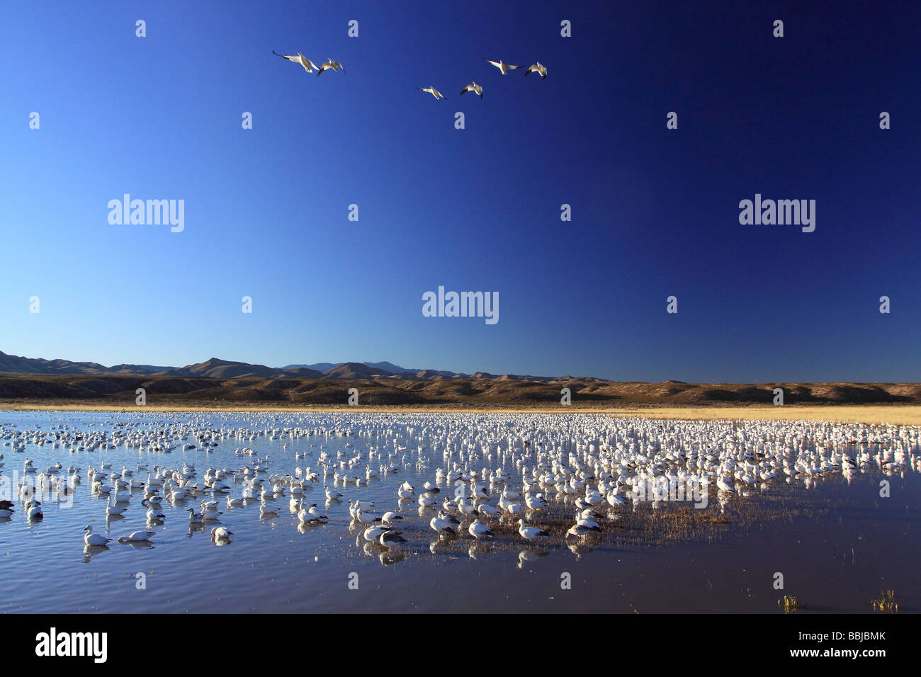 Snow geese - flock in the water / Anser caerulescens Stock Photo - Alamy