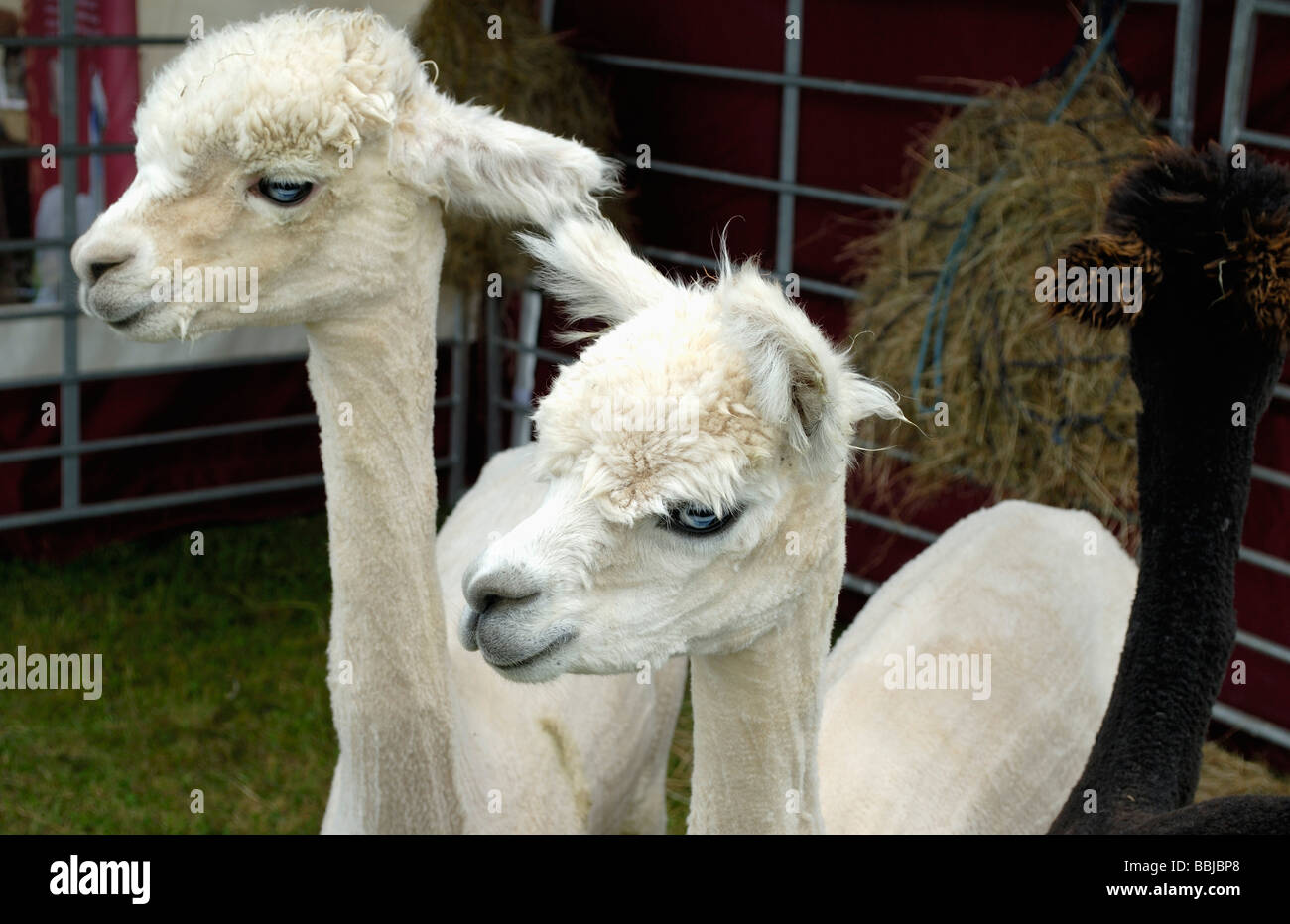 Devon county show hi-res stock photography and images - Alamy