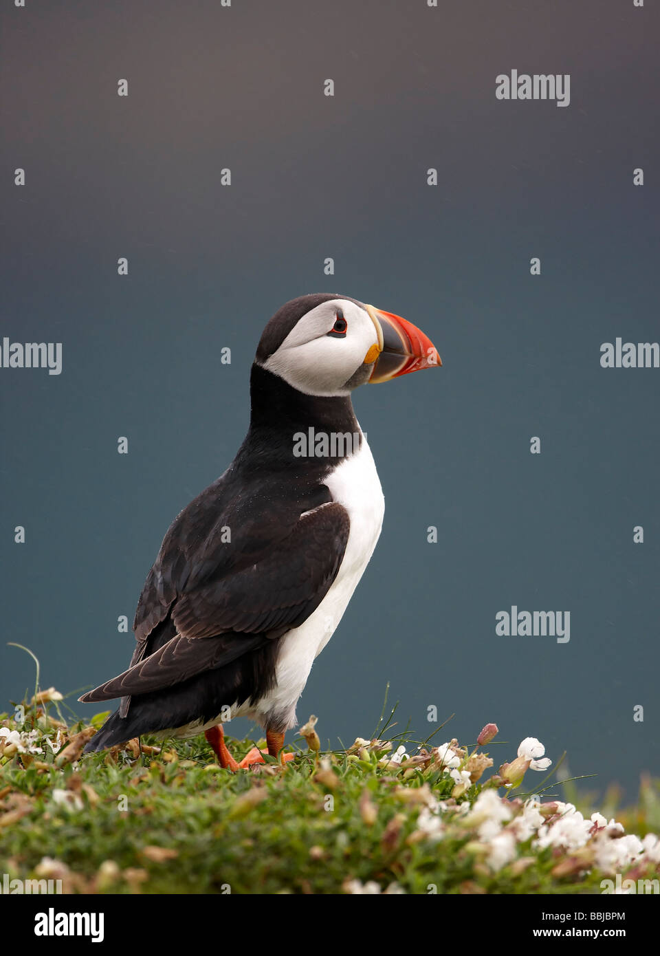 Welsh fauna hi-res stock photography and images - Alamy