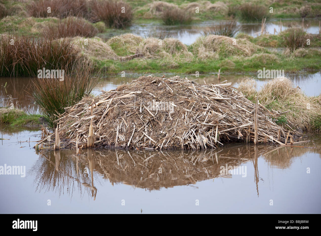 Muskrat (Ondatra zibethicus). lodge Stock Photo - Alamy