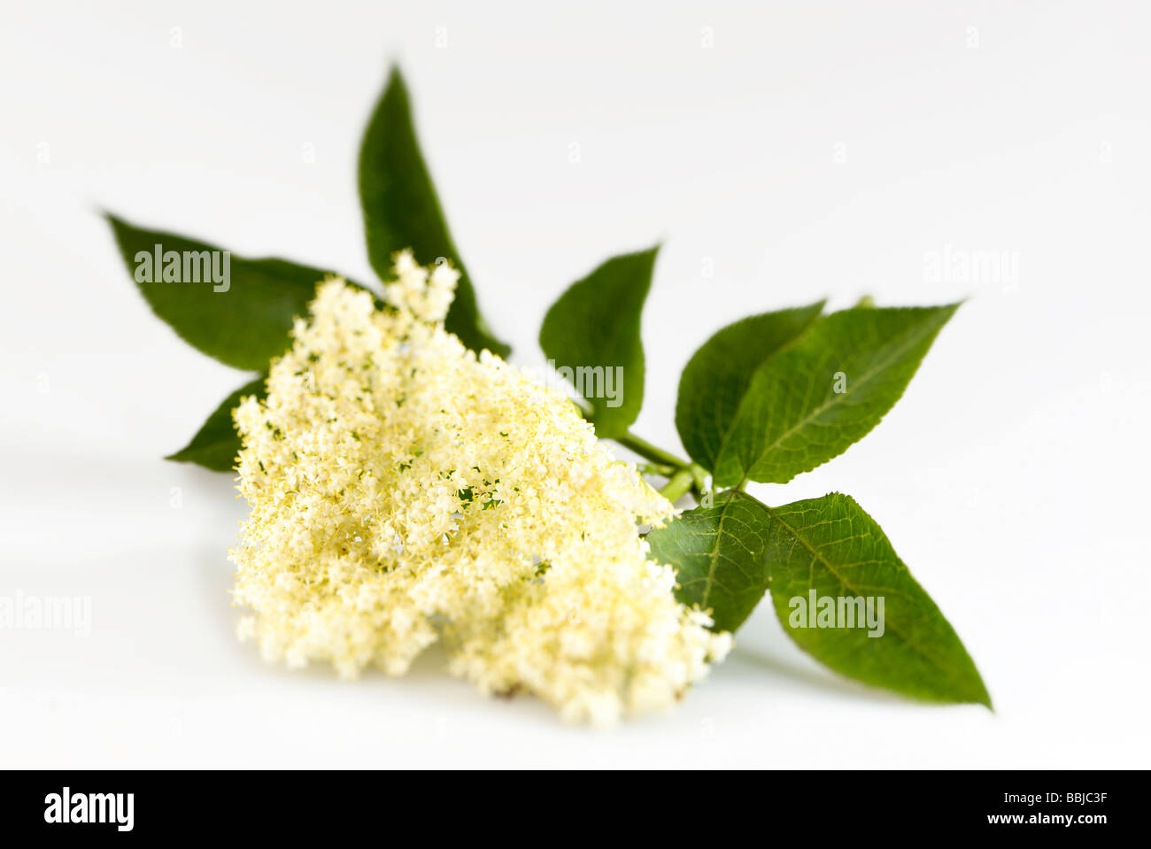 Elder flower hi-res stock photography and images - Alamy