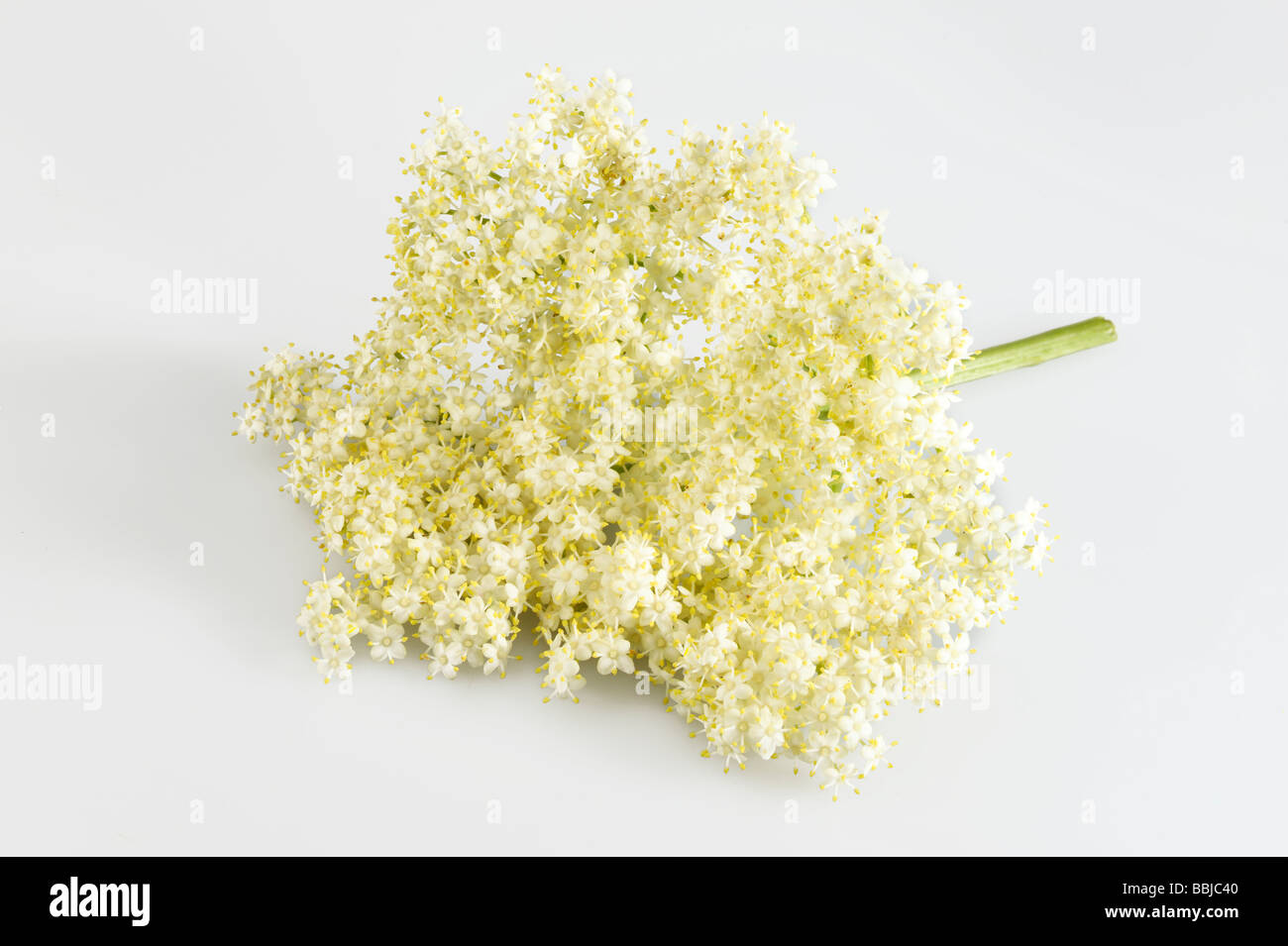 Elder bush flower hi-res stock photography and images - Alamy
