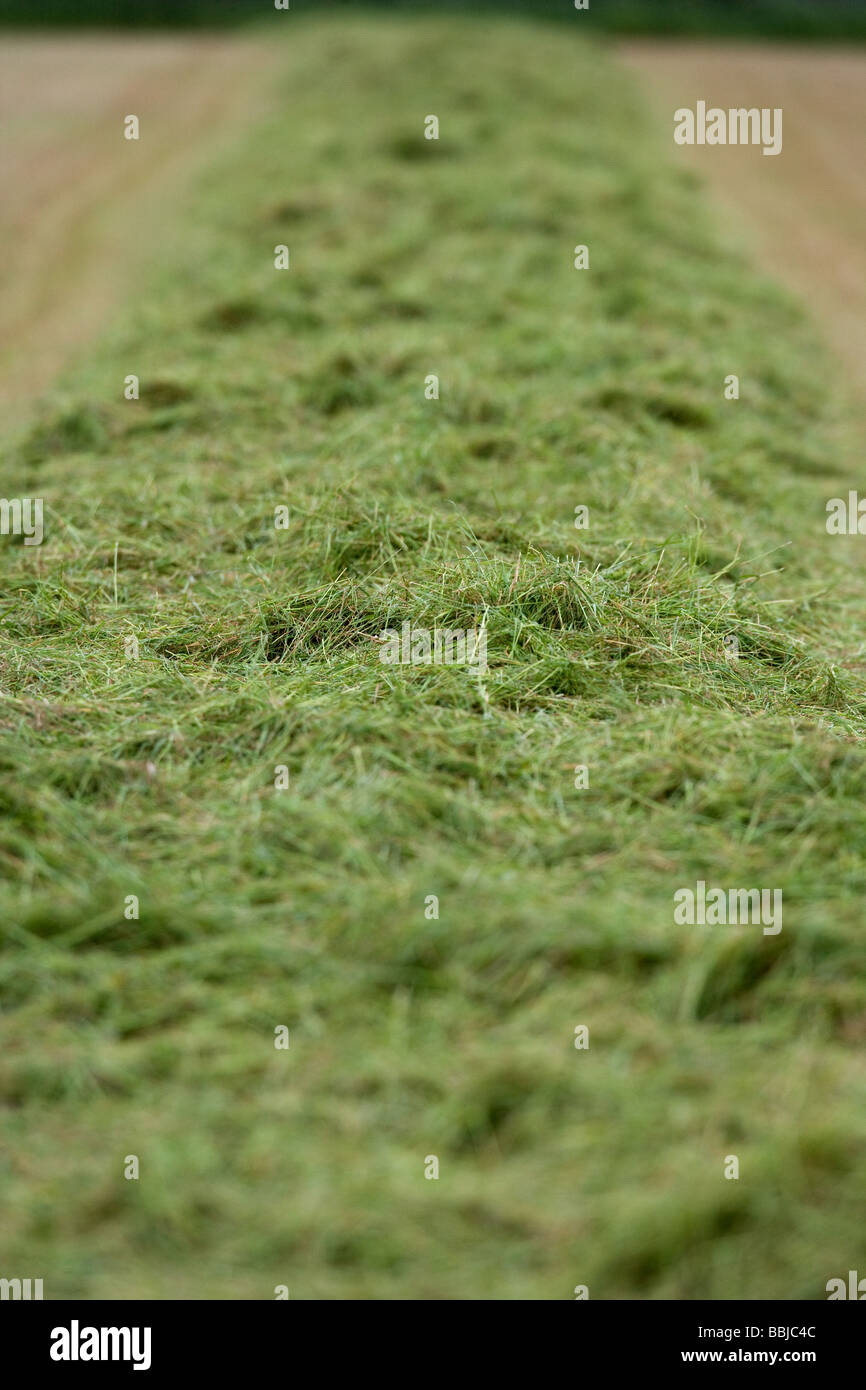 Silage in rows ready for harvest to feed dairy cows in the winter Stock ...