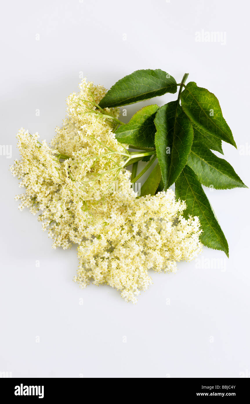 Elder flower hi-res stock photography and images - Alamy