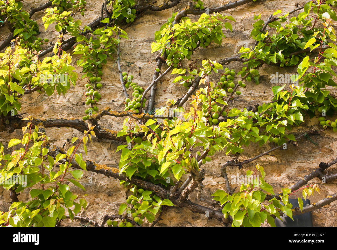 Apricot fruit growing up a wall in Aynho Northants Stock Photo - Alamy