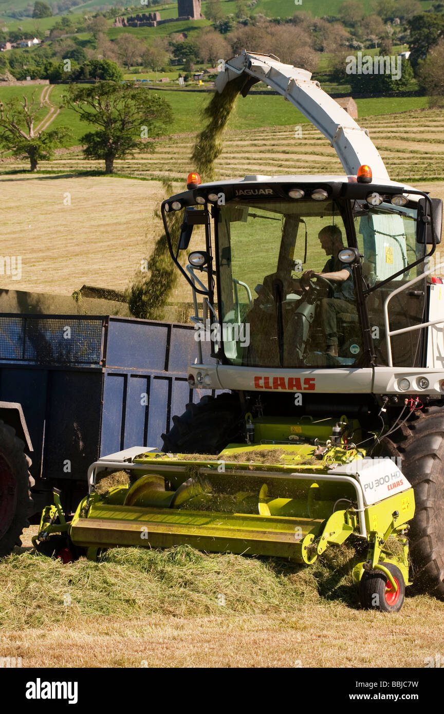 Loading filling green silage trailer trailers hi-res stock photography and images - Alamy
