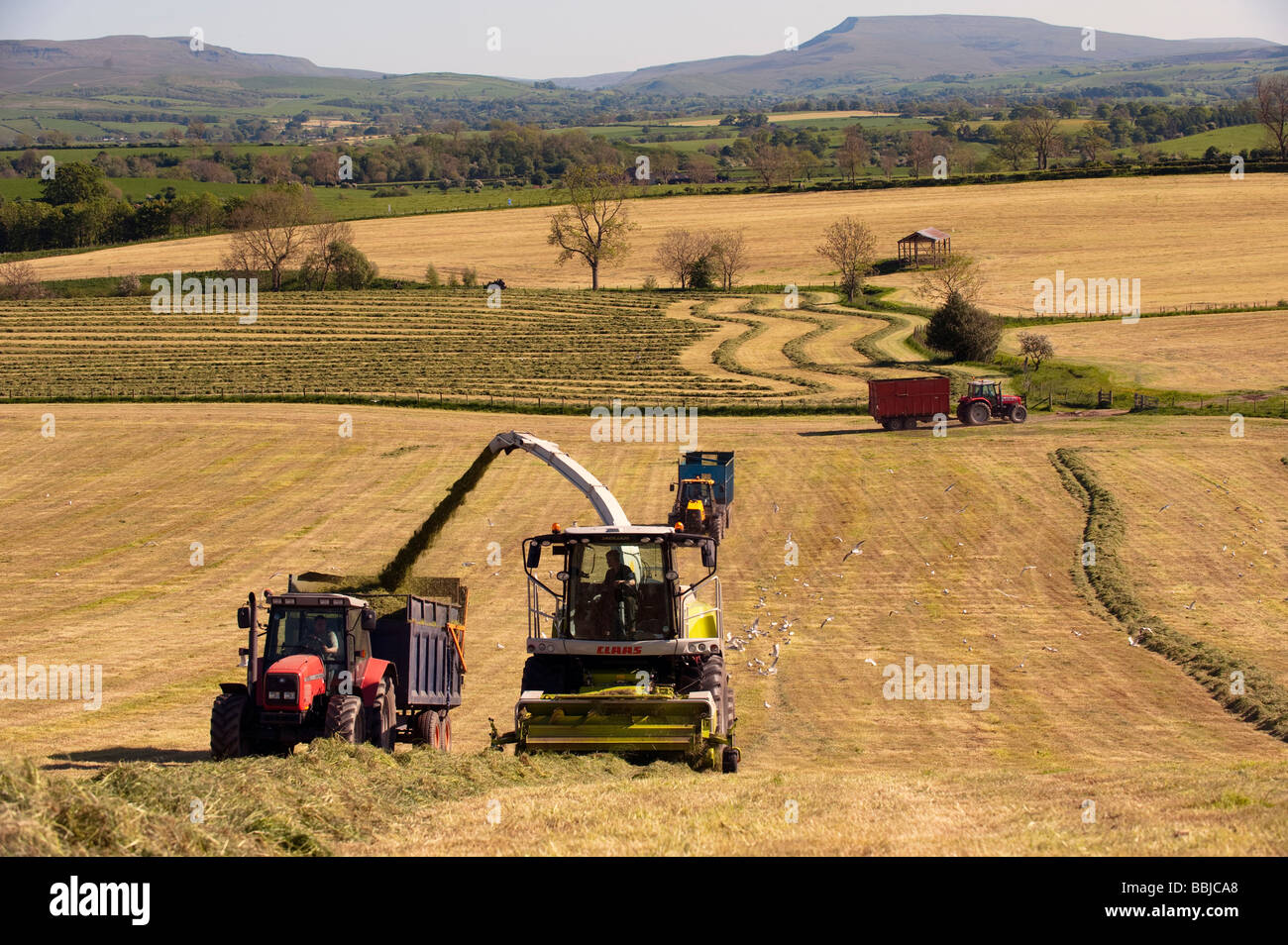 Claas 940 self propelled forage harvestor working in field Filling ...