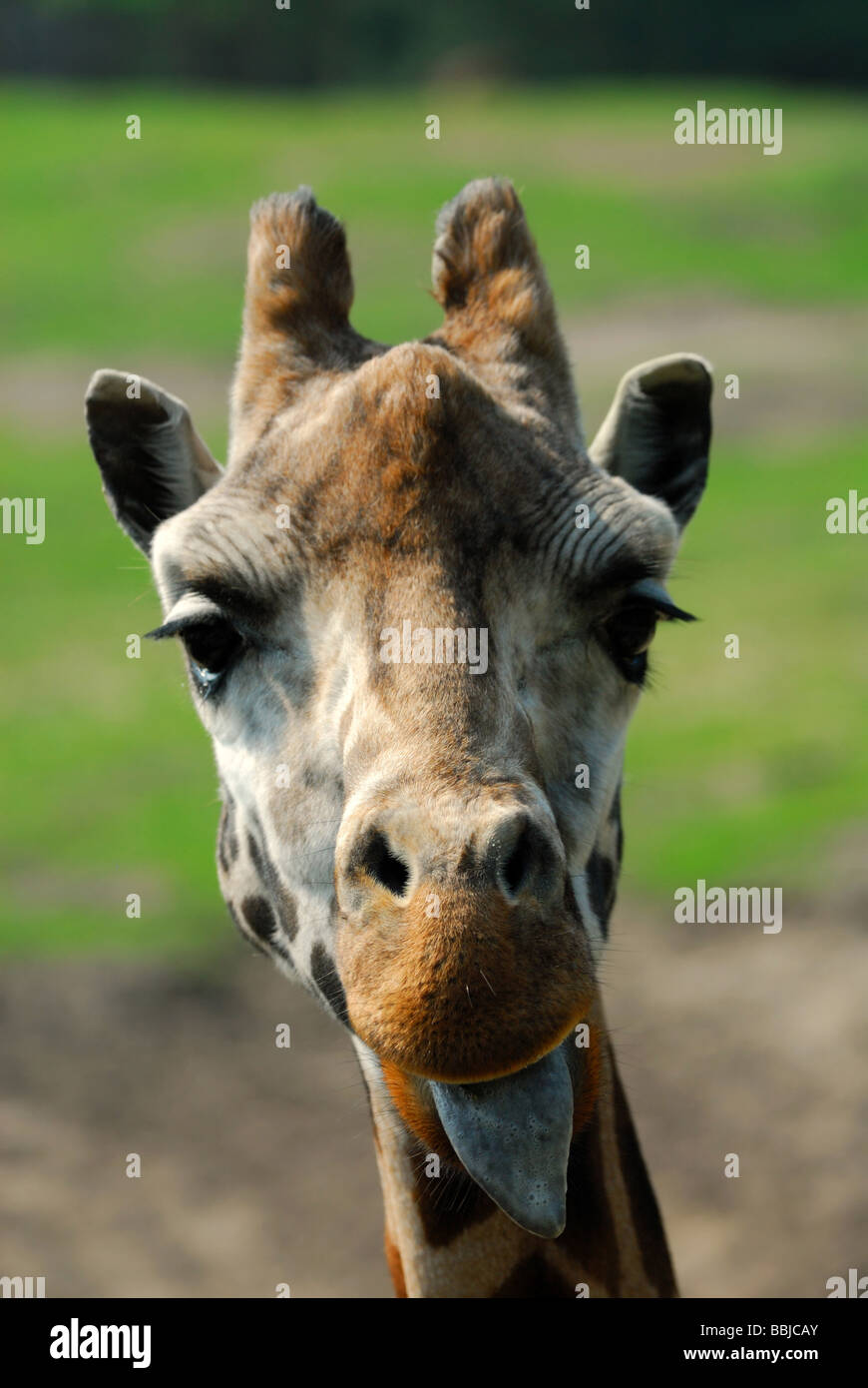 Cute giraffe hi-res stock photography and images - Alamy