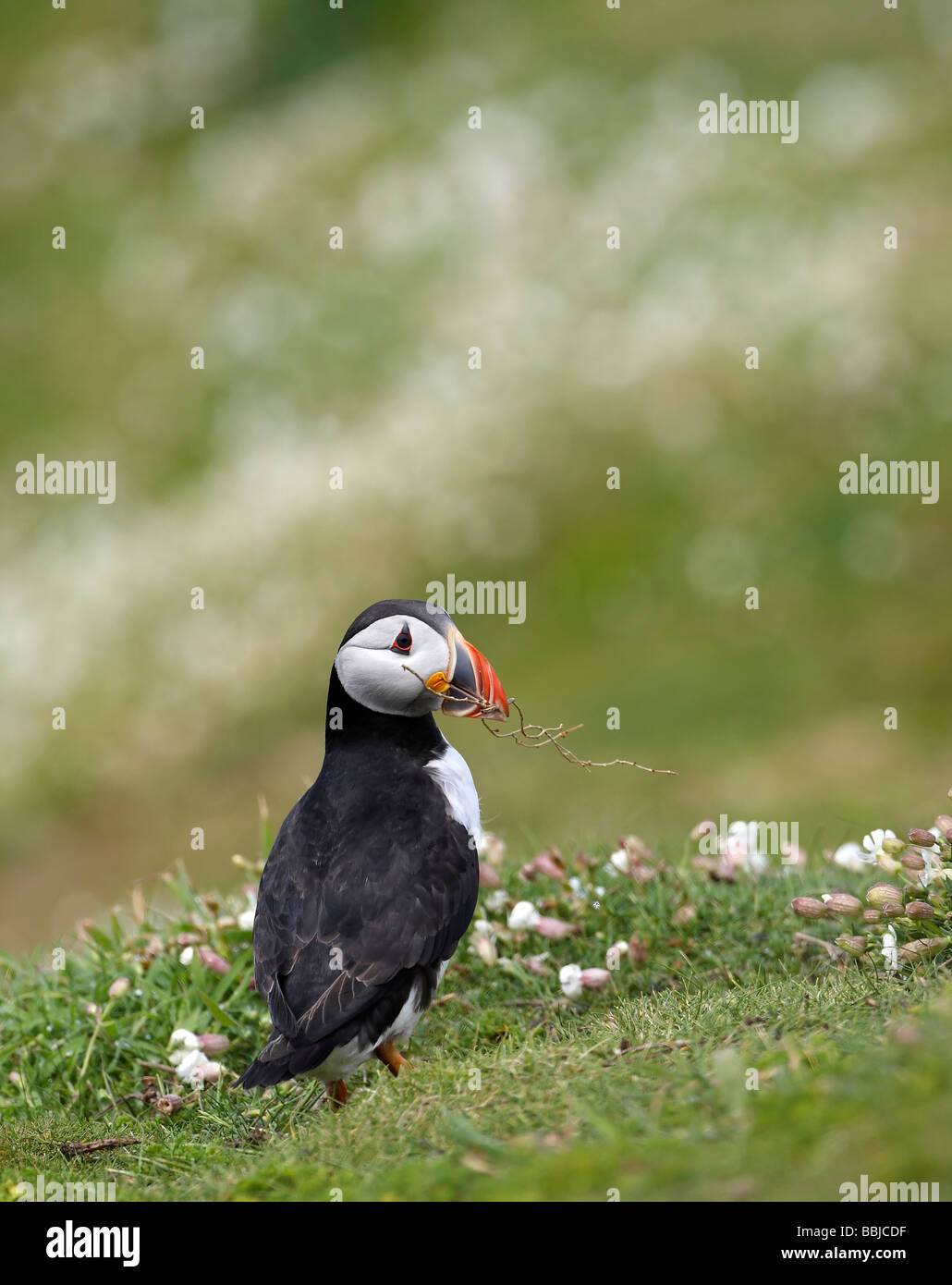 Atlantic puffin winter hi-res stock photography and images - Alamy
