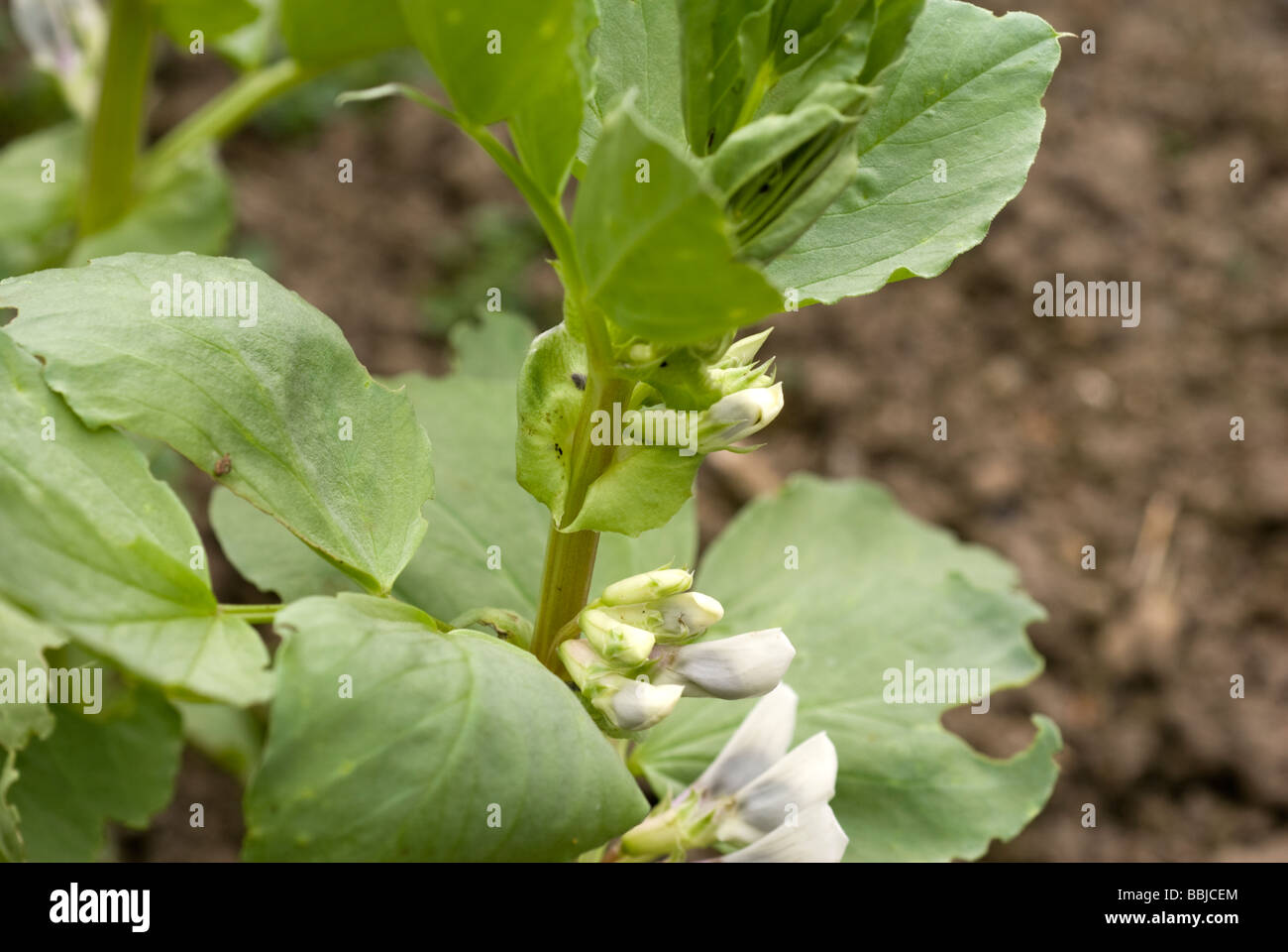 A young broad bean plant, Vicia faba, growing on an allotment Sheffield ...