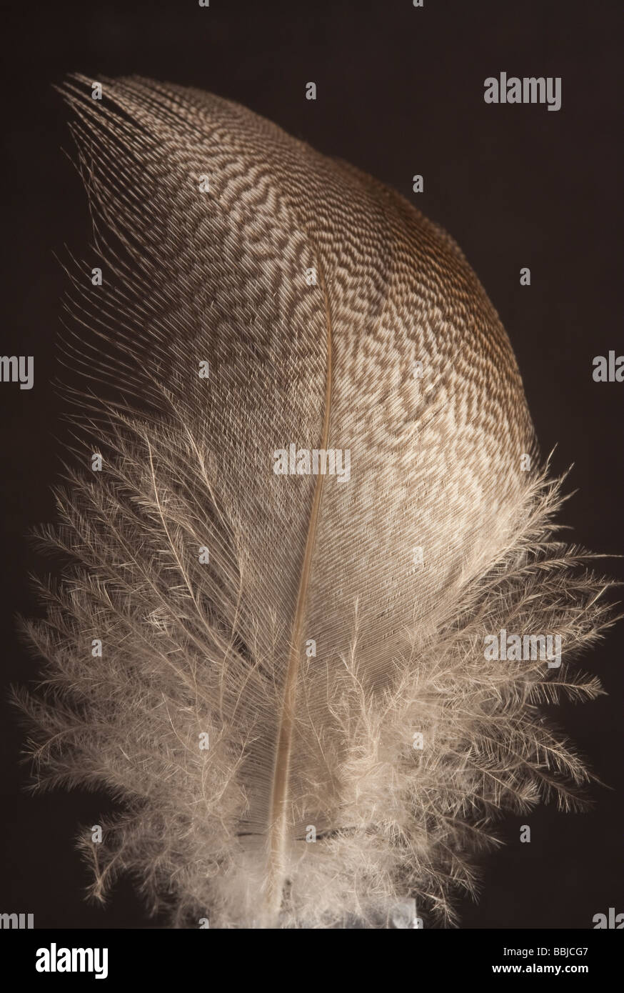Fether High Resolution Stock Photography and Images - Alamy