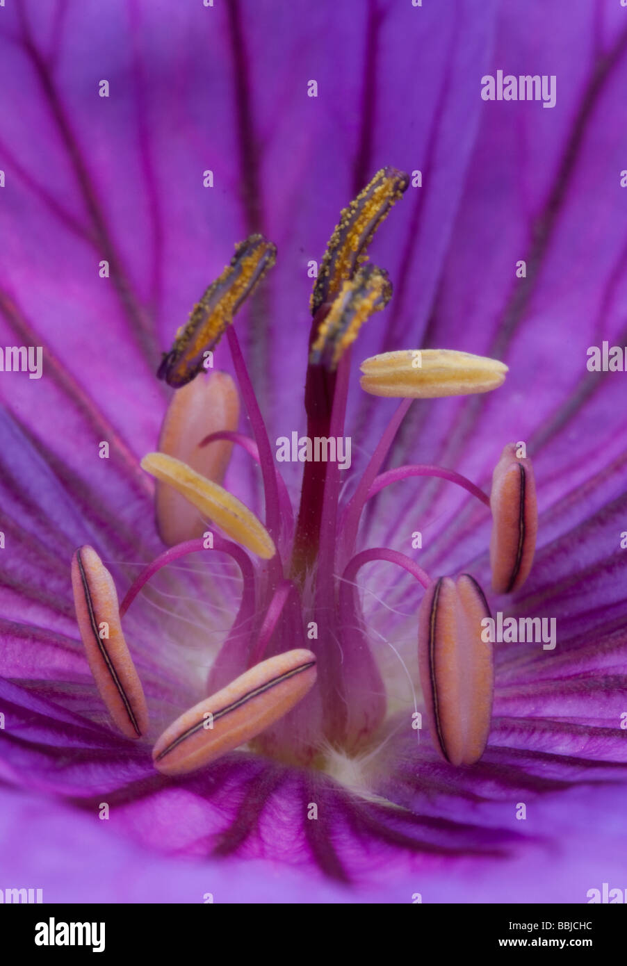 Seed Pods purple petals Stock Photo - Alamy