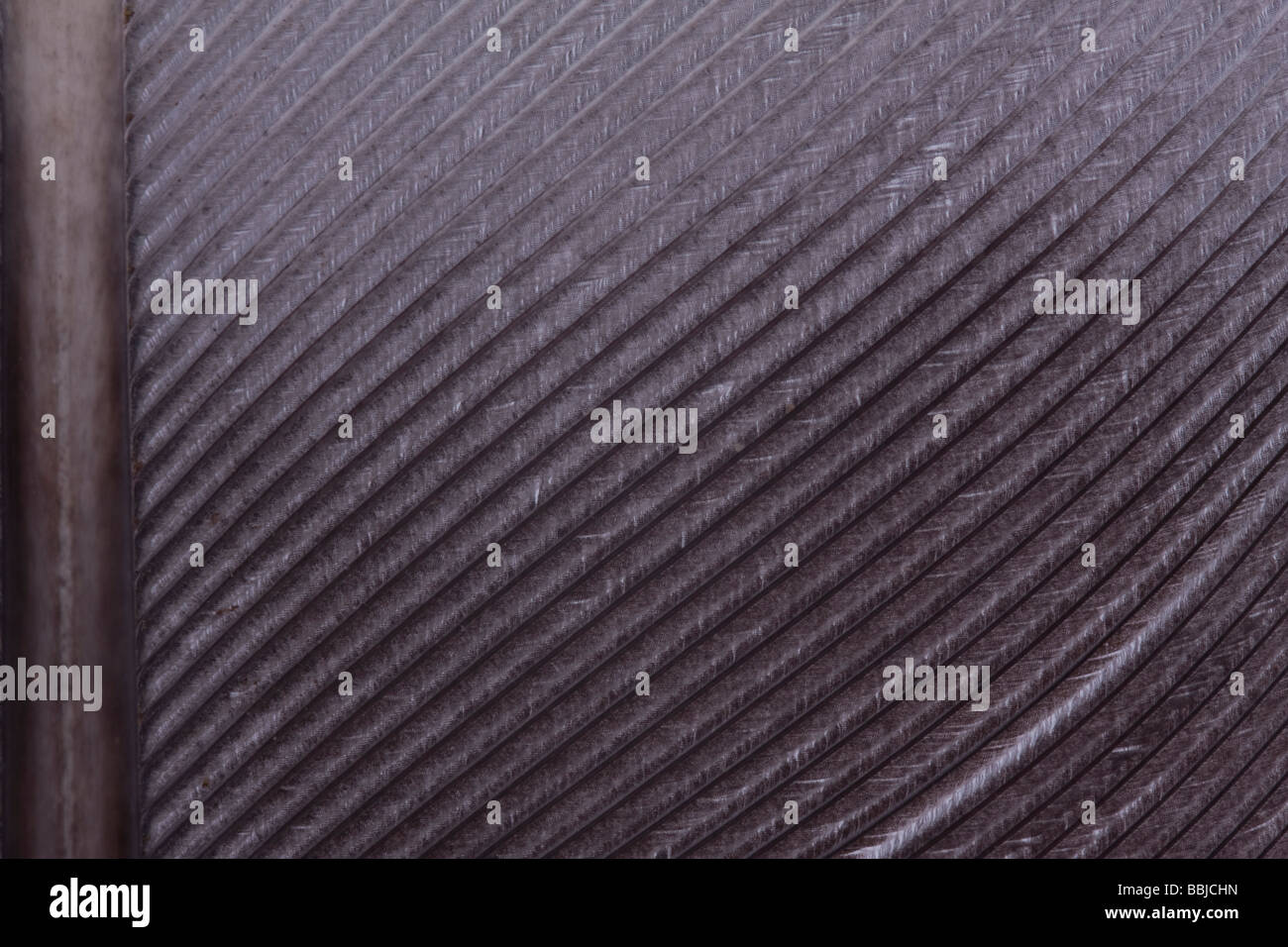 Fether hi-res stock photography and images - Alamy