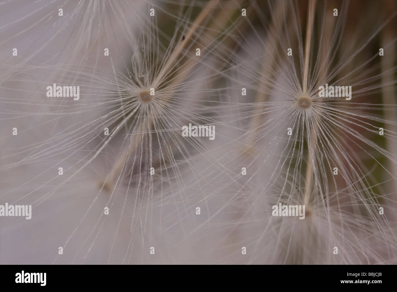 Dandy Lion Seed pod Stock Photo - Alamy