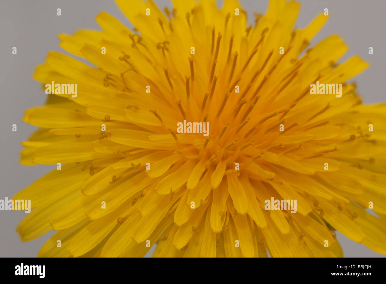 Dandy Lion High Resolution Stock Photography and Images - Alamy