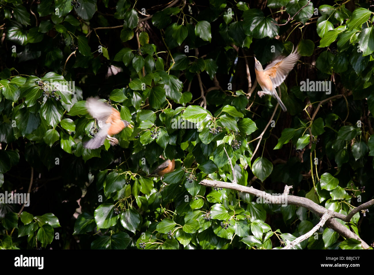 Swoop wing hi-res stock photography and images - Alamy