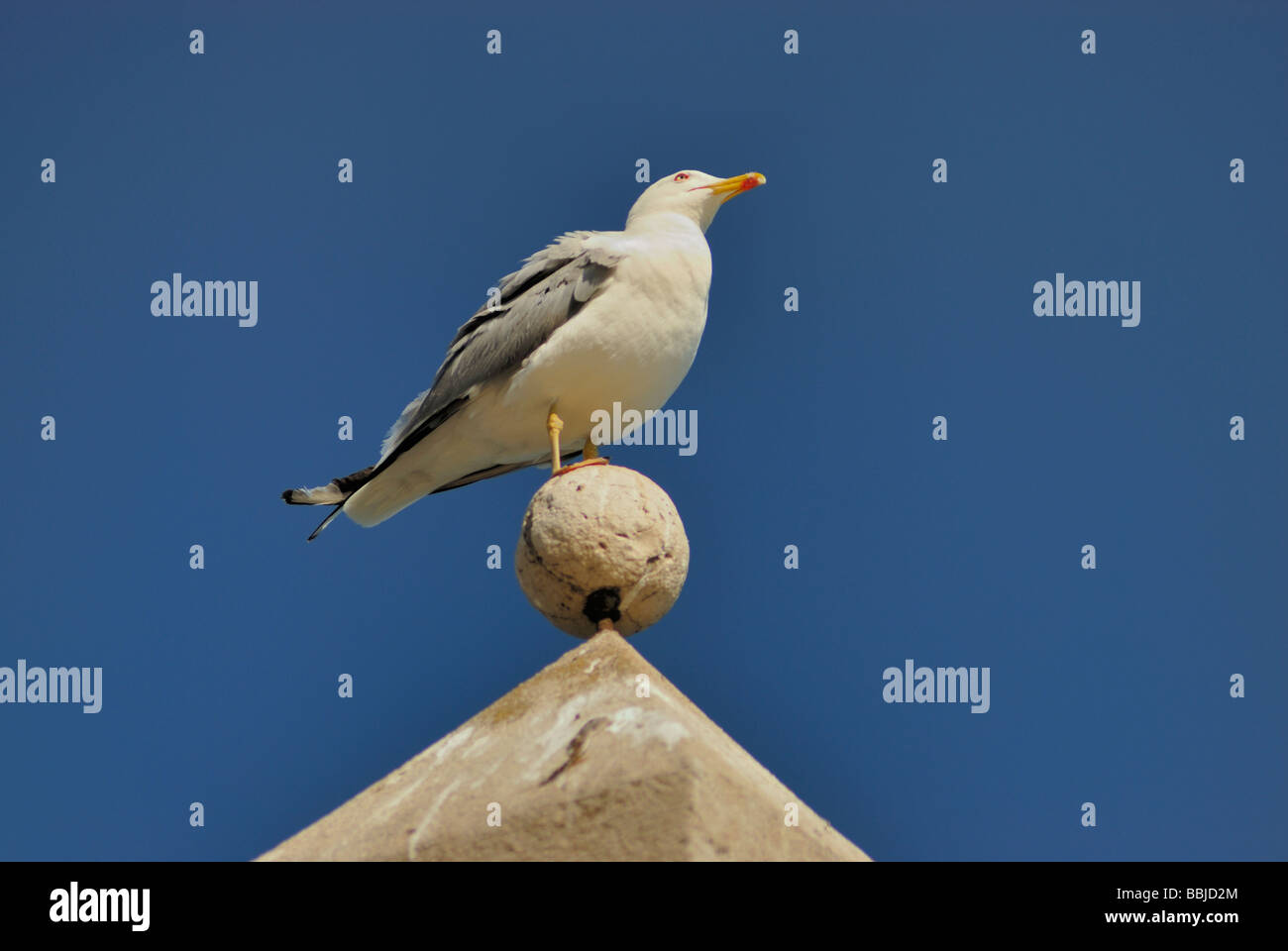 Seagull side view bird hi-res stock photography and images - Alamy
