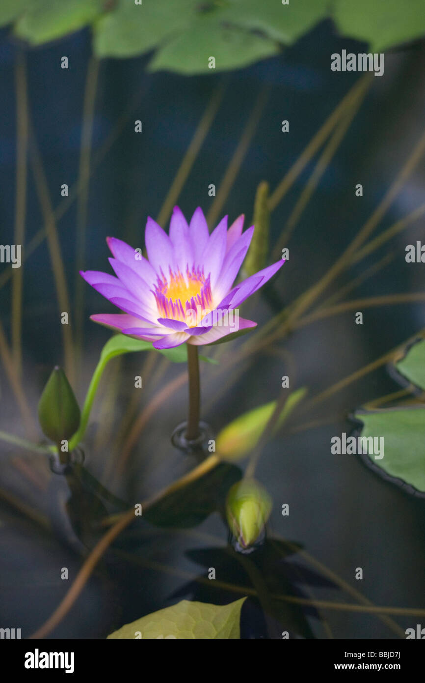 Lilly water hi-res stock photography and images - Alamy