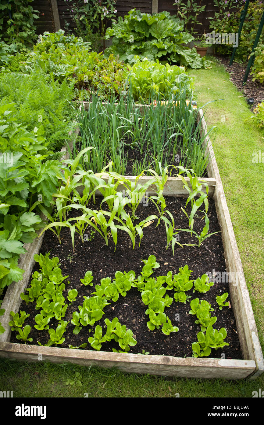 Raised bed gardening hi-res stock photography and images - Alamy