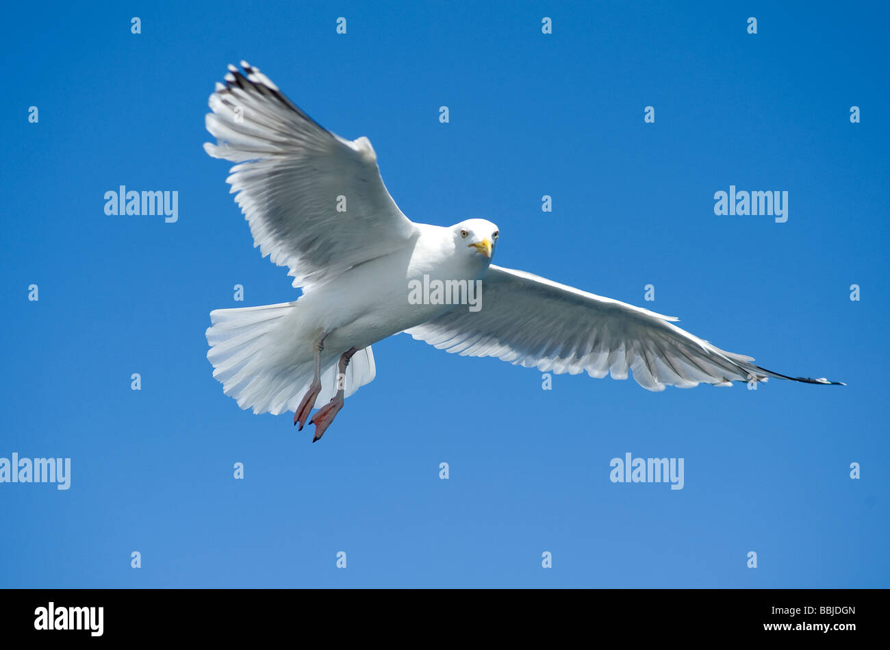 Flock seagull birds fly hi-res stock photography and images - Alamy