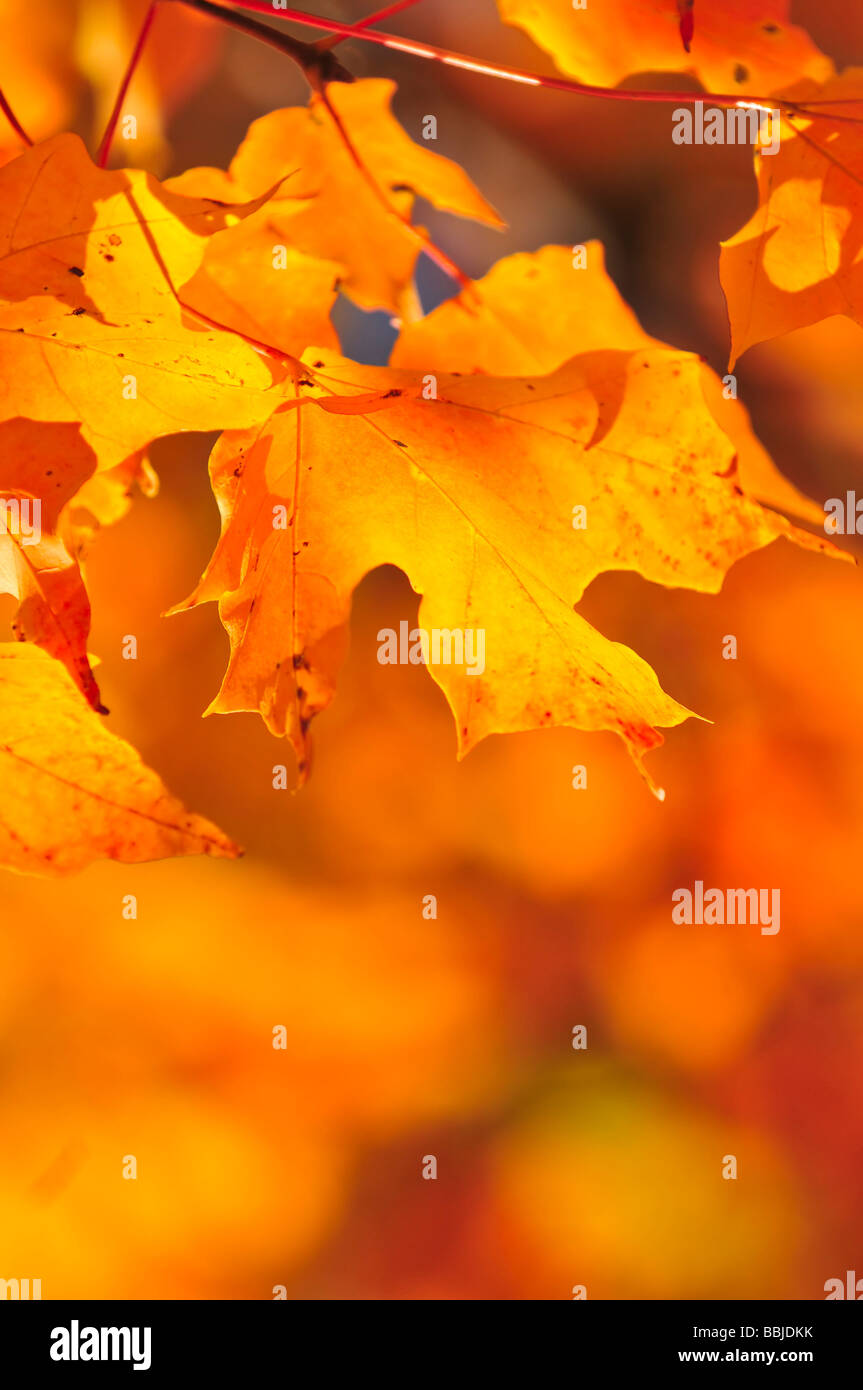 Red and orange fall maple tree leaves Stock Photo - Alamy